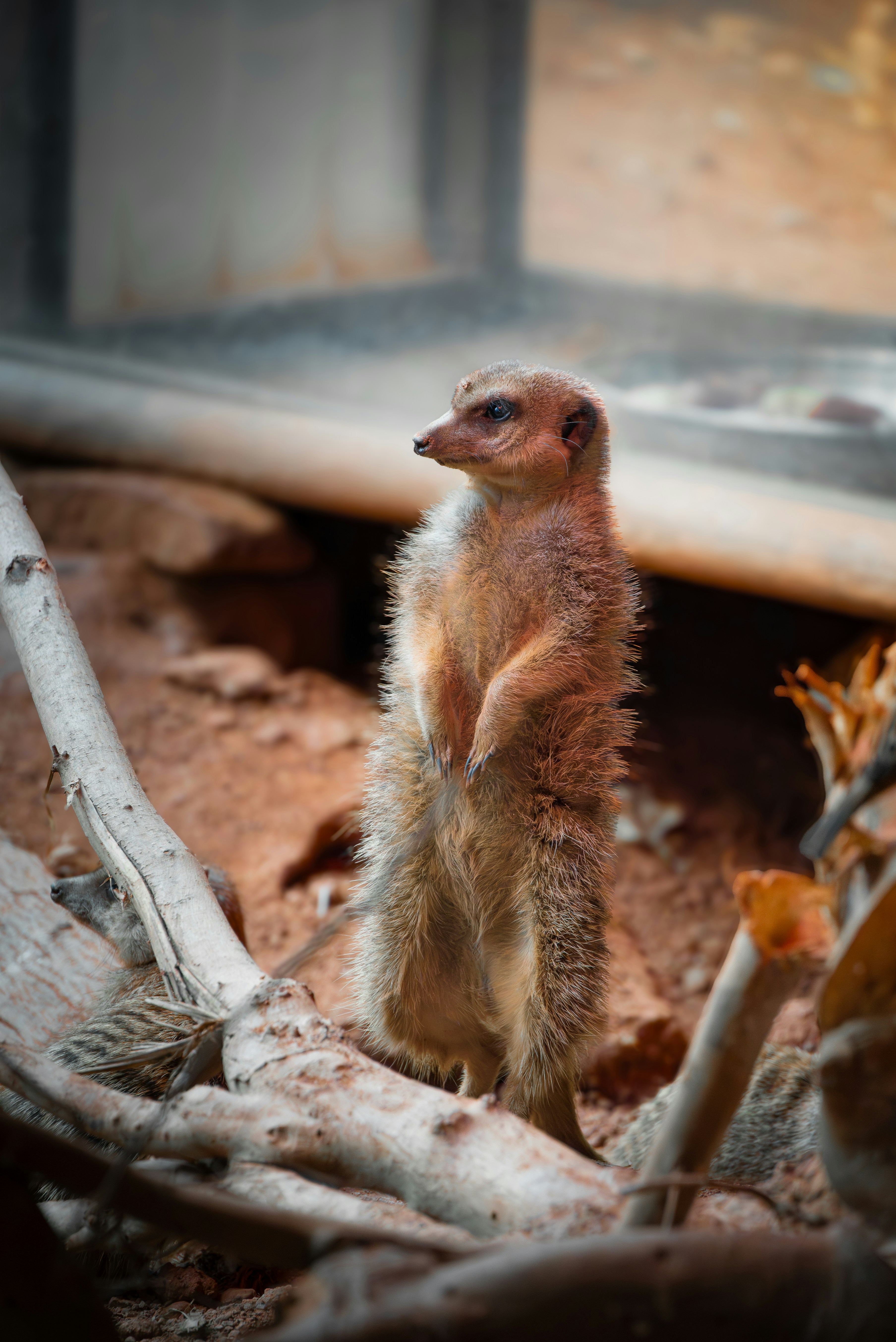 Curious Sentinel of the Desert