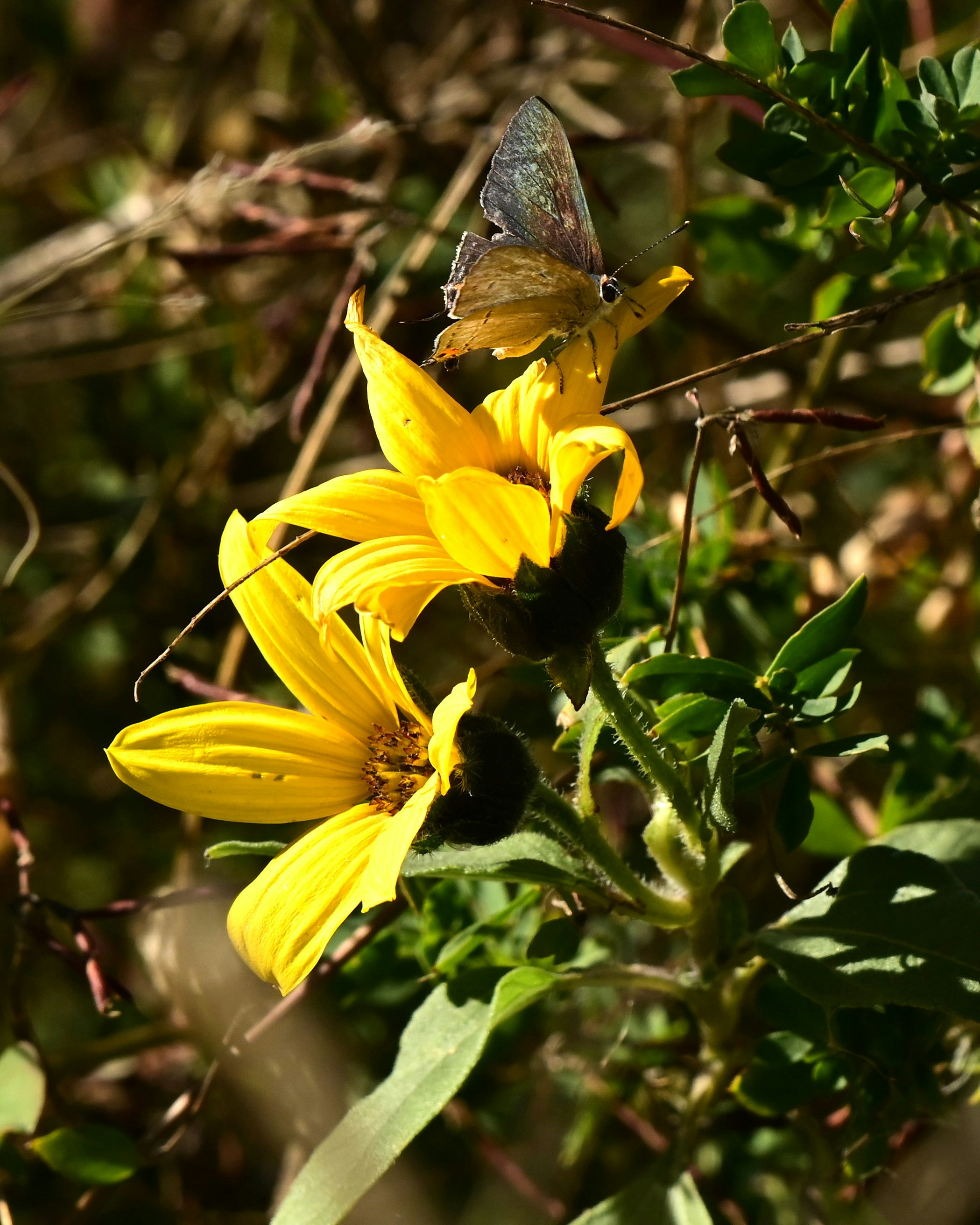 Whispers of Nature: A Butterfly's Embrace