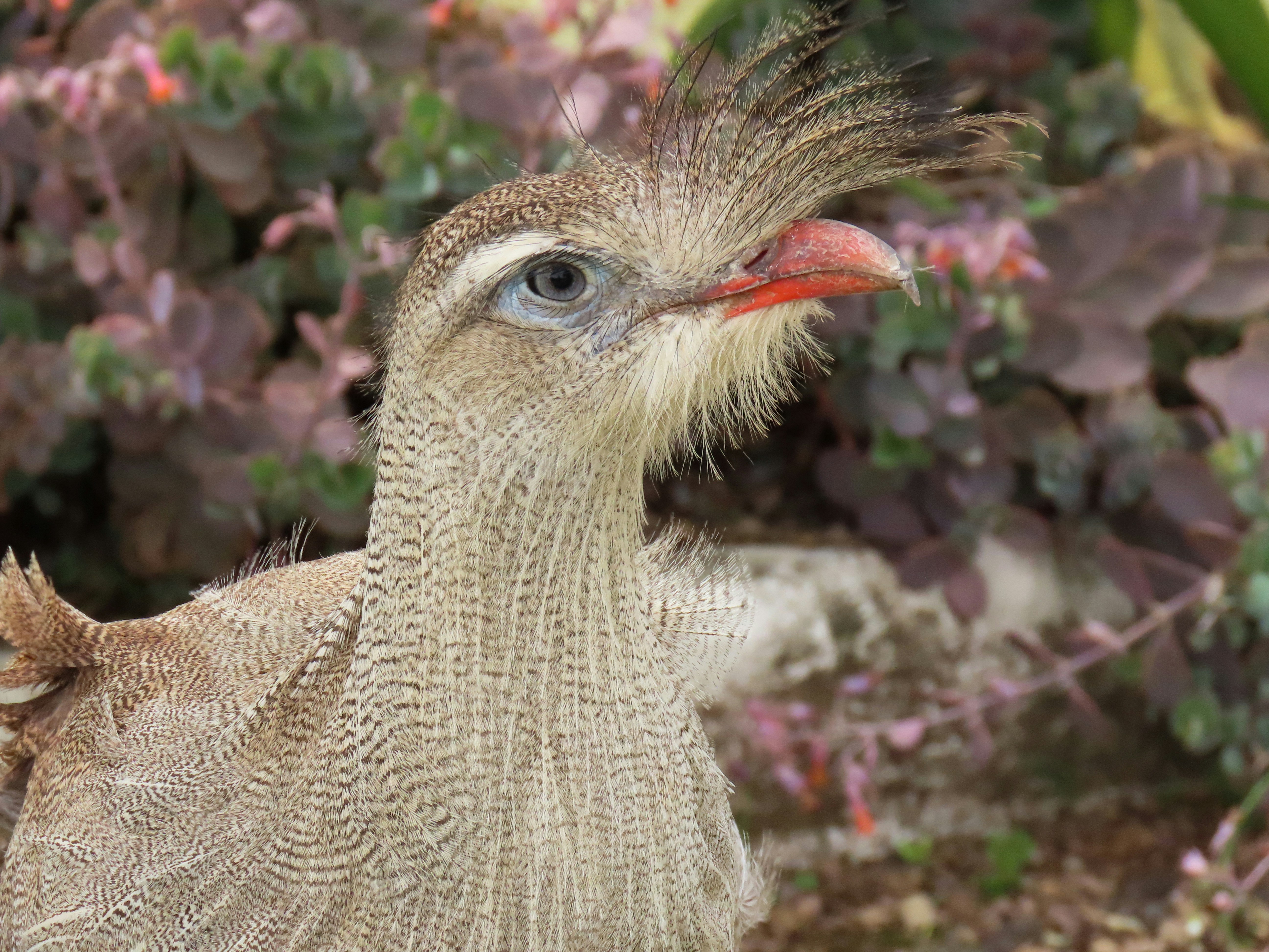 Seriema/Red-legged Seriema (Cariama cristata) | A close-up of a crested bird with a red beak.