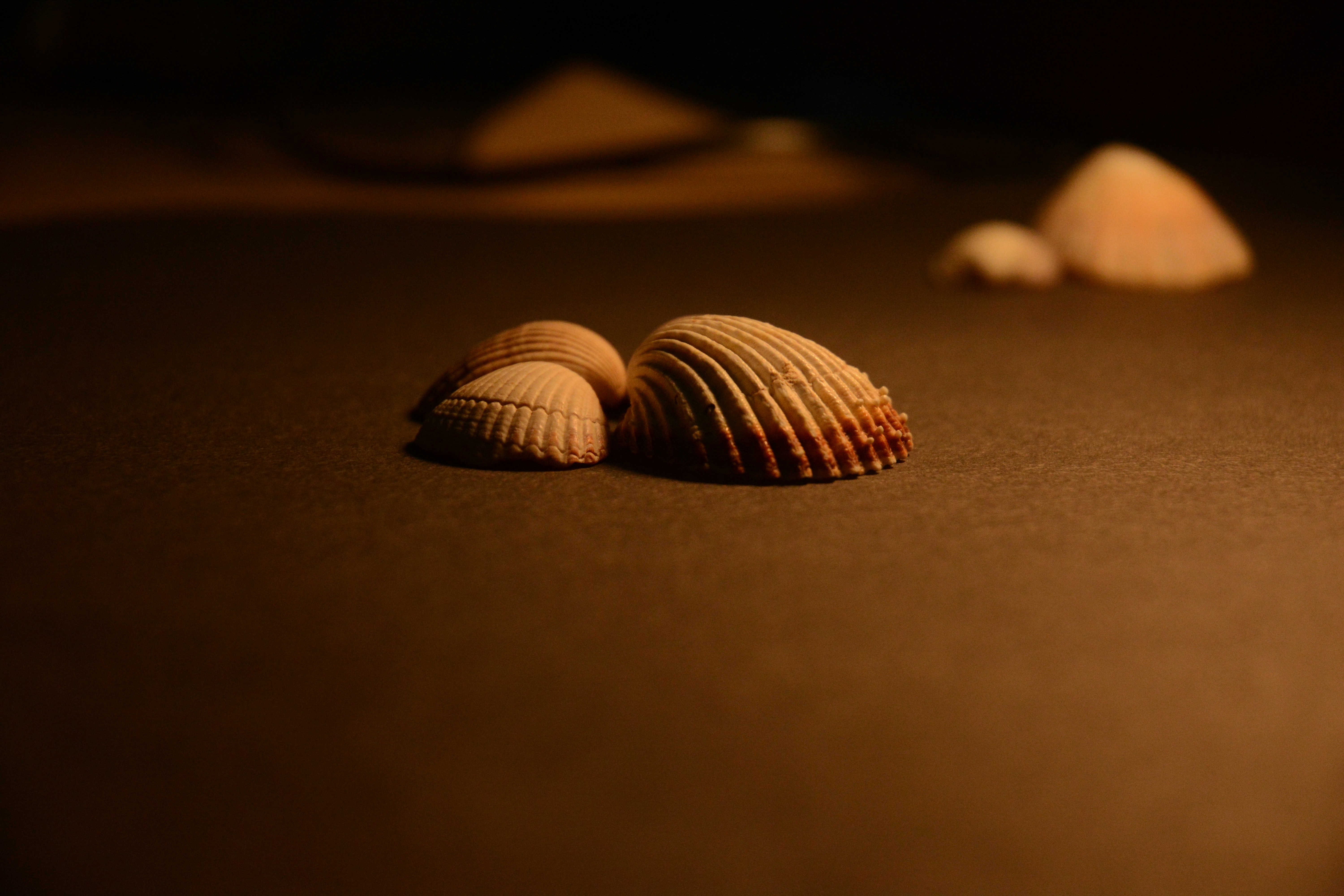 Three seashells resting on a dark surface