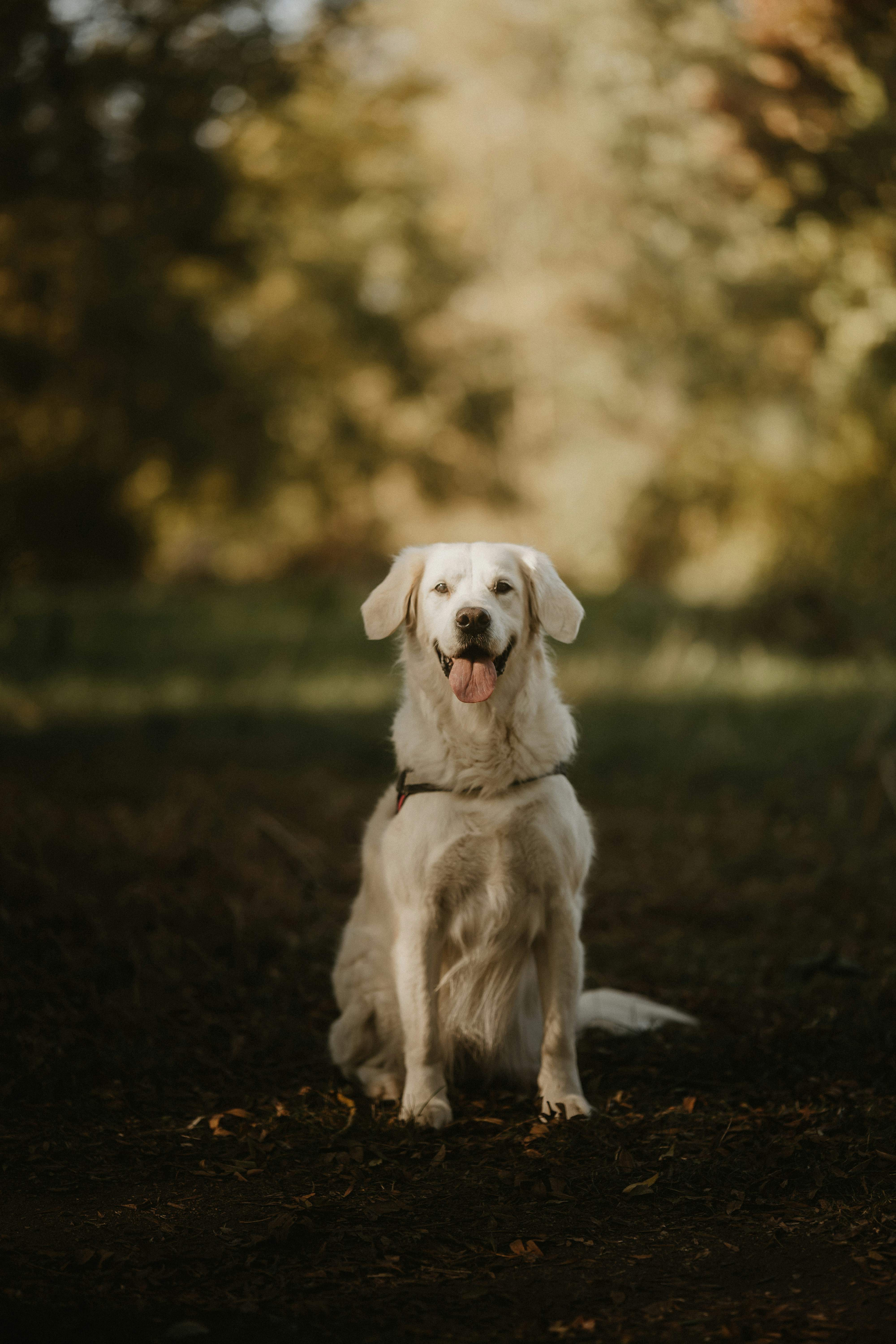 A happy white dog sitting in a park. photo – Free Forest Image on Unsplash