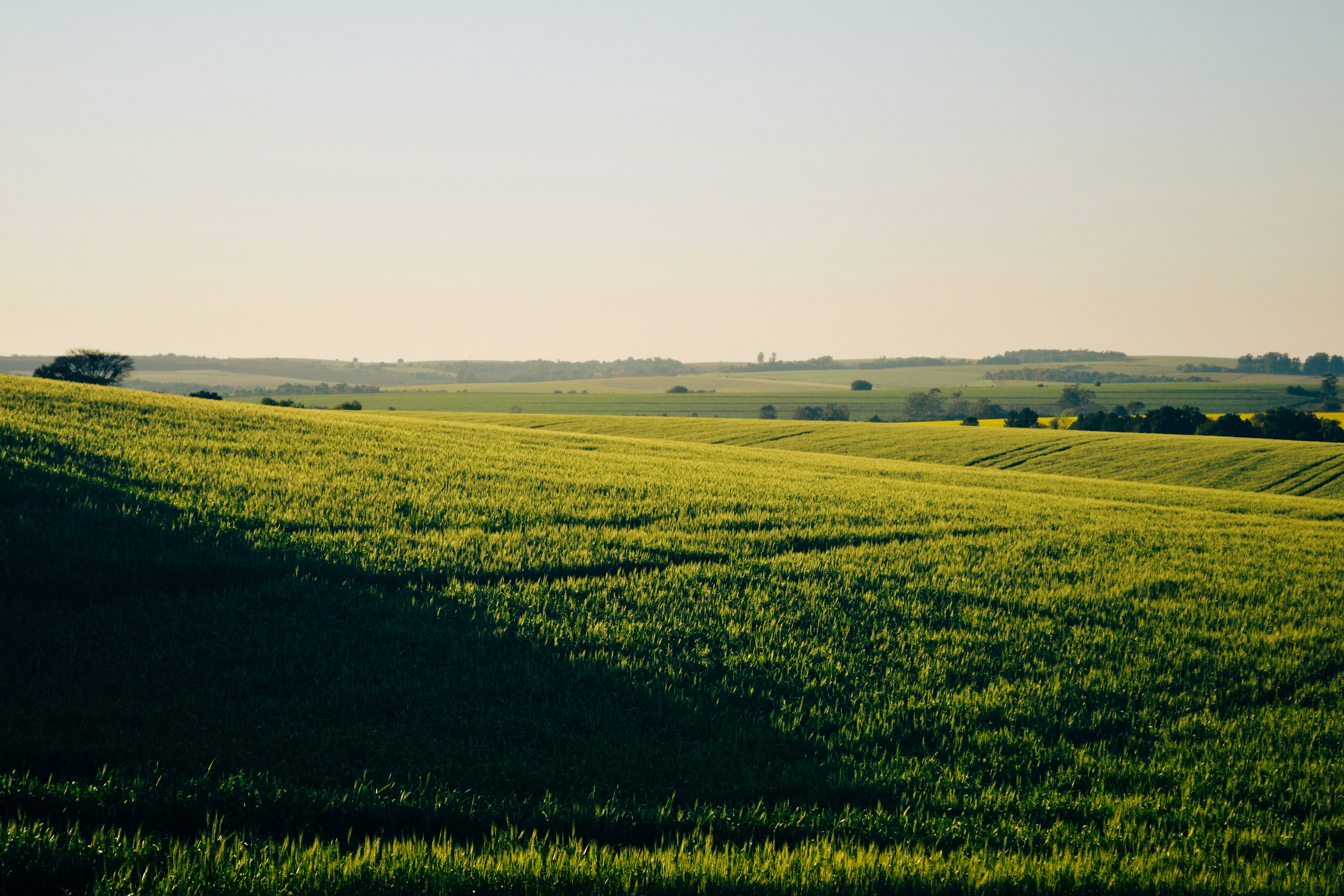 Photo of a sunny wheat field. | Rolling green hills under a clear sky