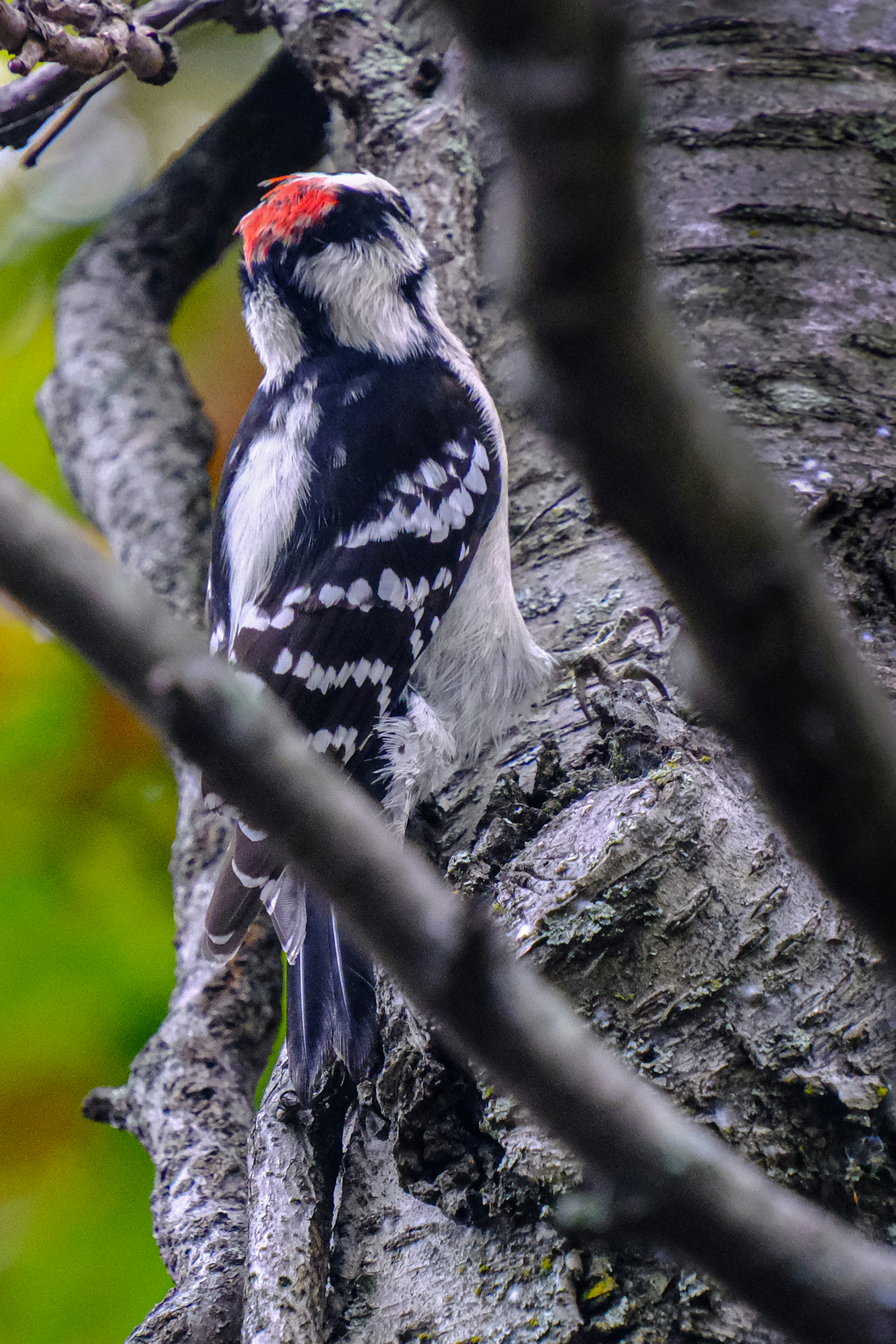 A woodpecker perched on a textured tree trunk, showcasing its striking red crown and intricate black-and-white plumage.