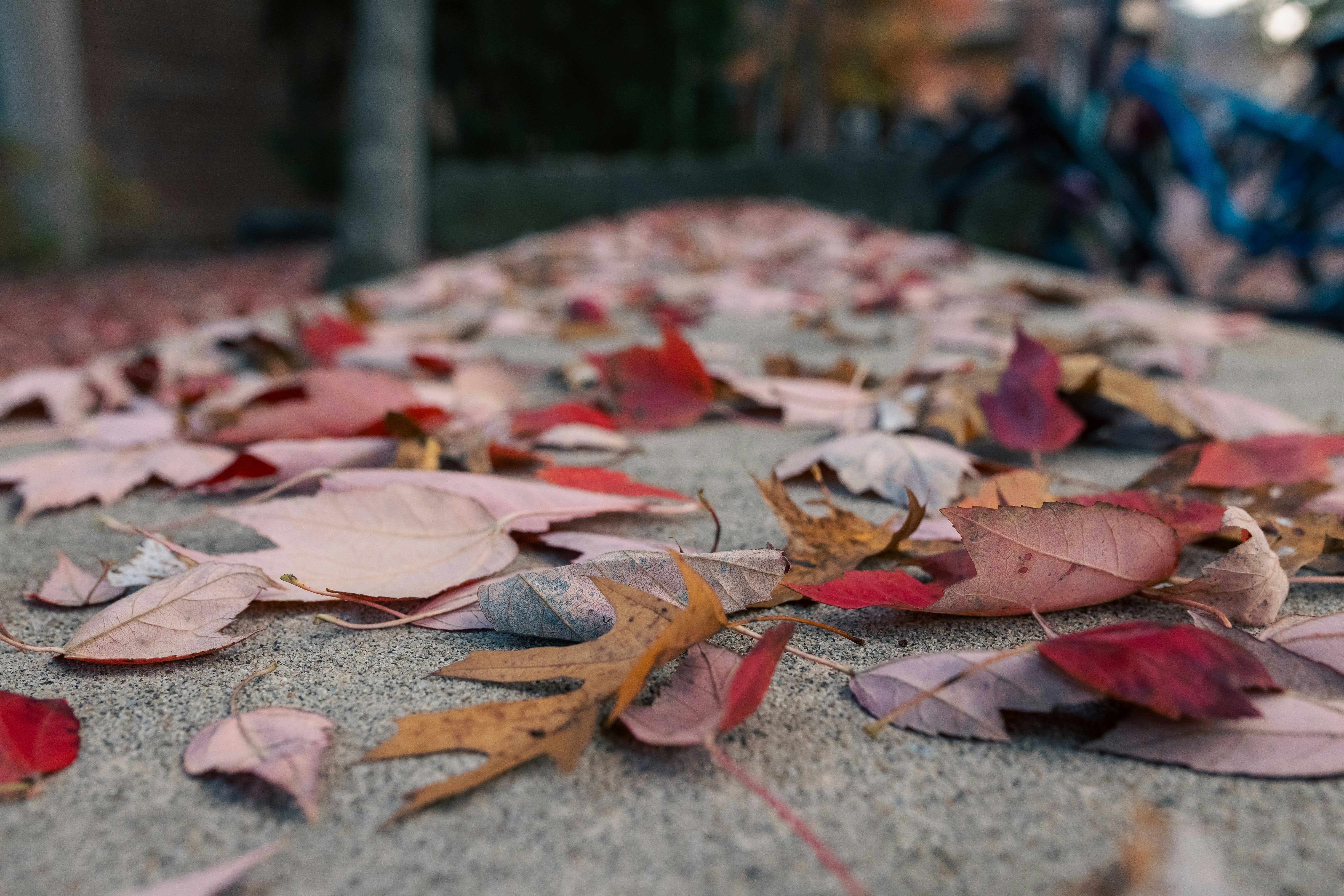 Autumn's Tapestry on Concrete