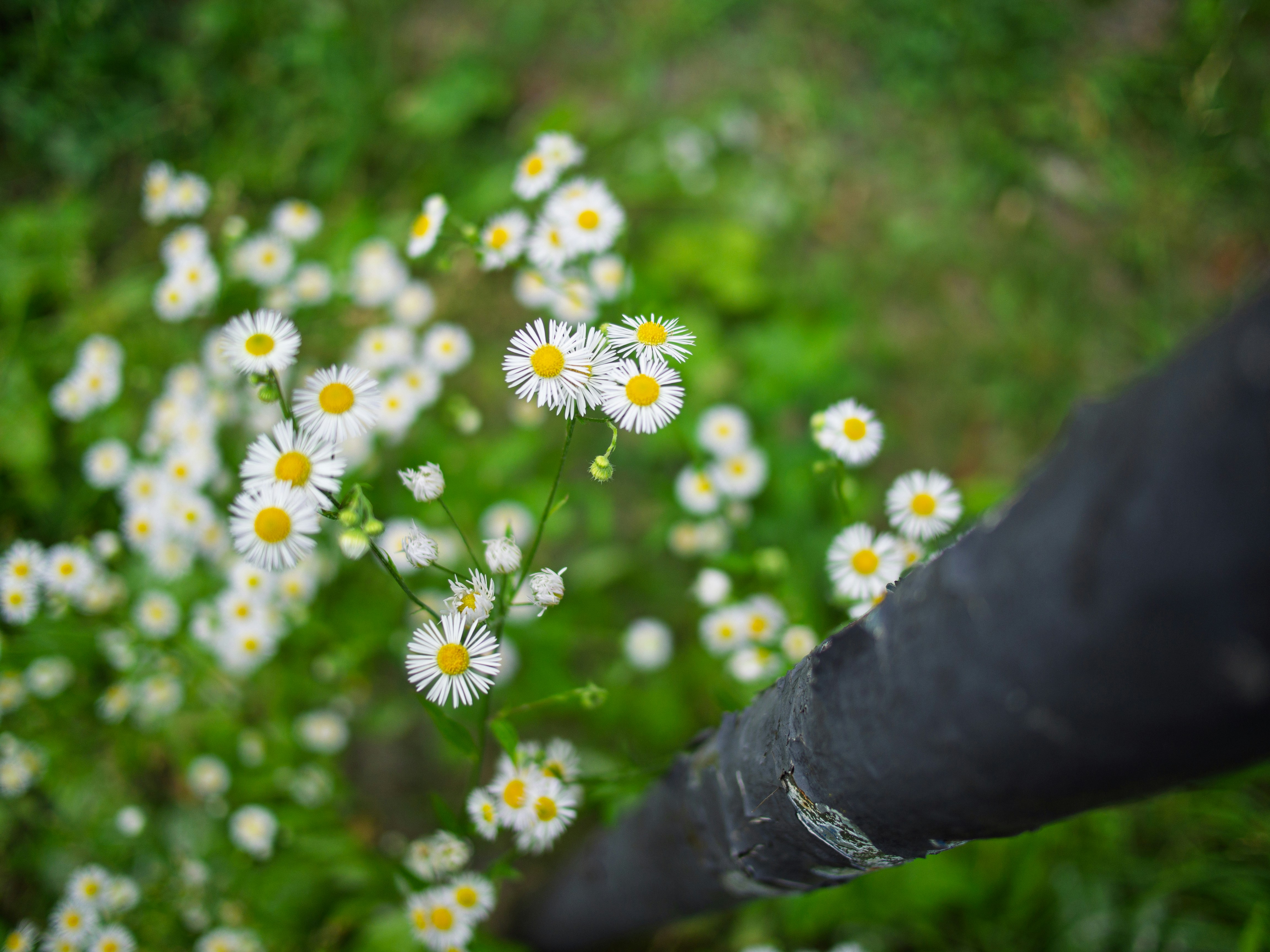 Daisy Chorus Along a Weathered Rail