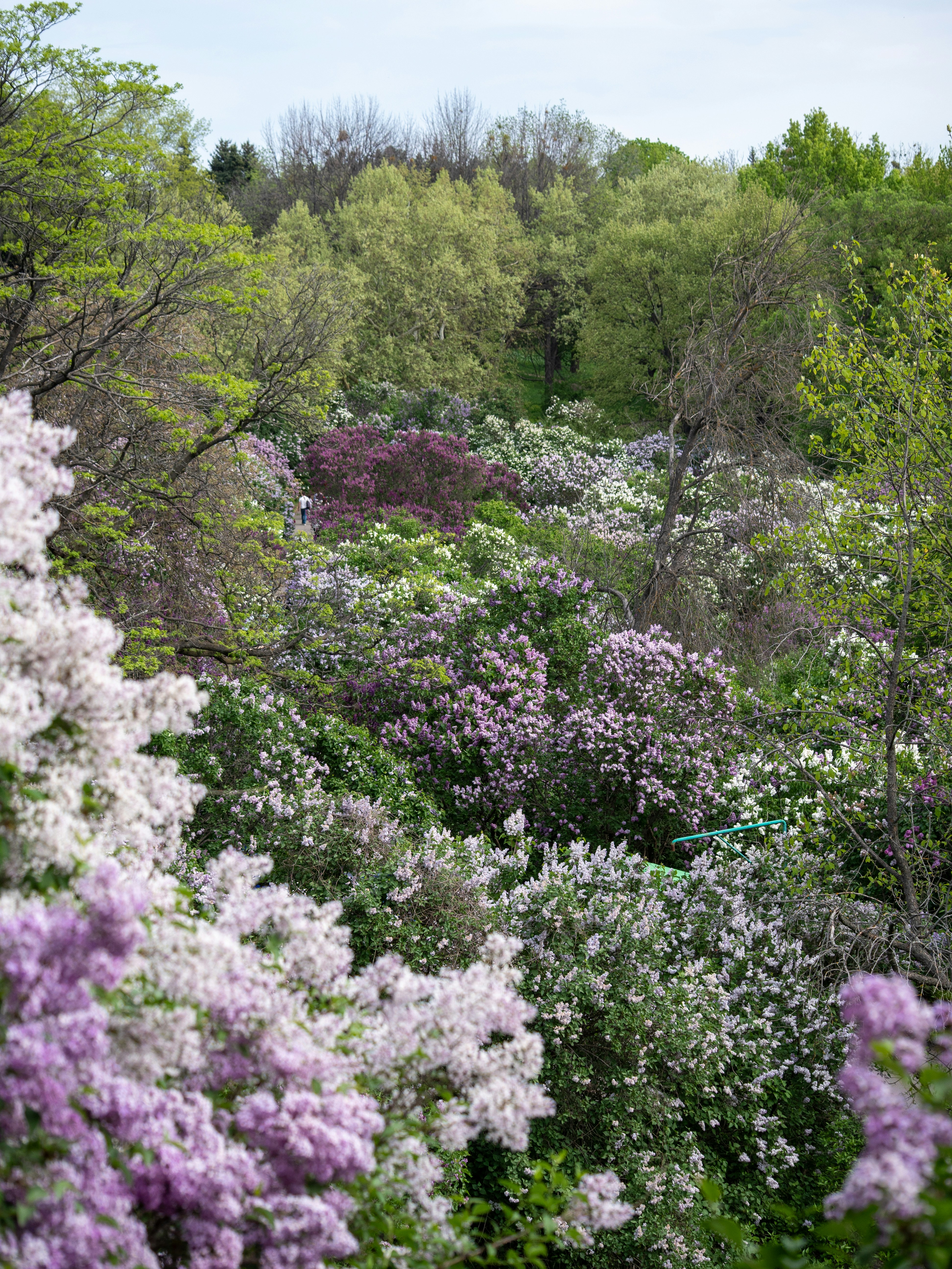 Tide of Lilac and Lime: A Spring Garden in Full Bloom
