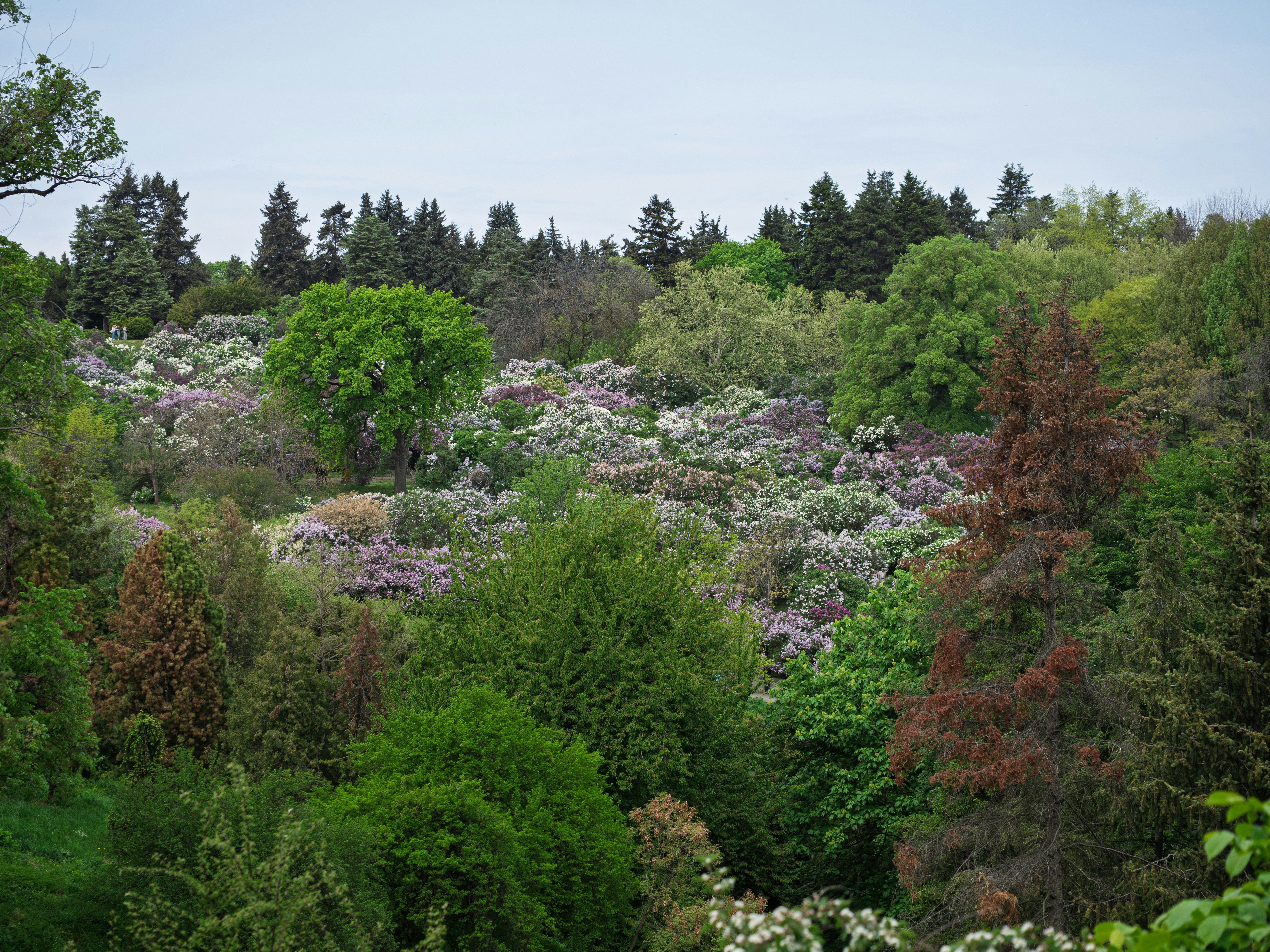 A Symphony of Blossoms in the Heart of Spring