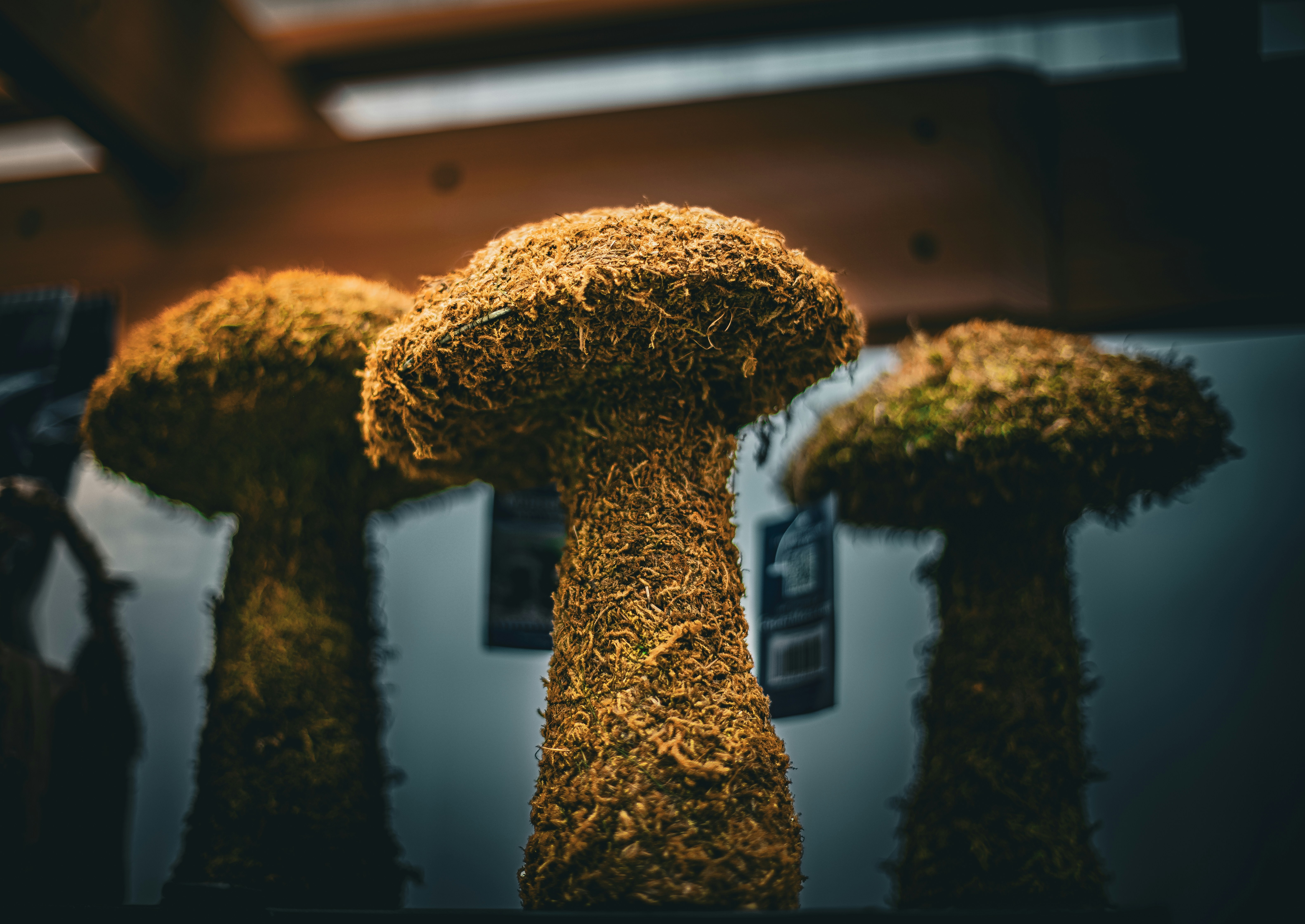 Moss-Covered Giants Under Ambient Gallery Light
