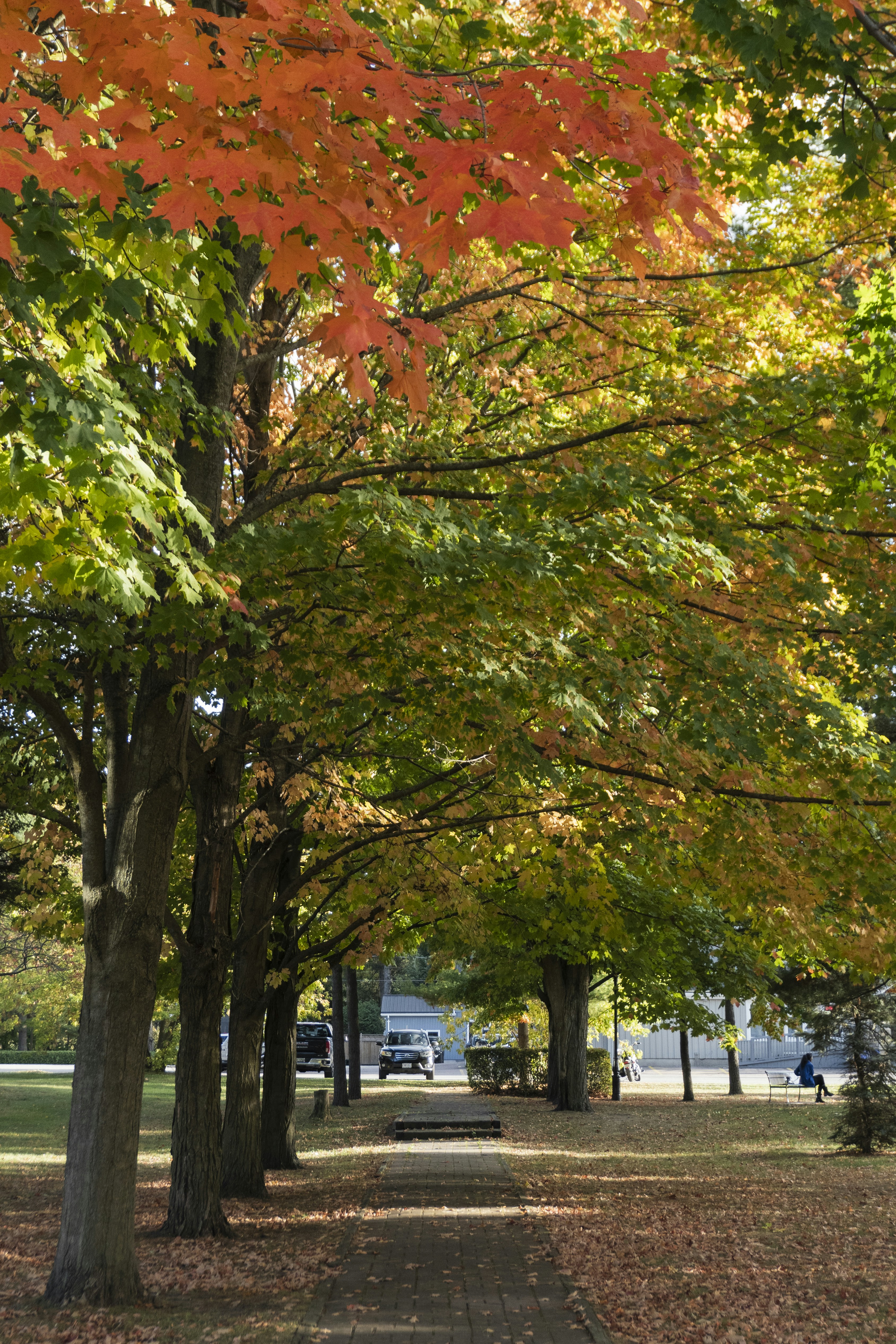 A tree-lined pathway adorned with vibrant autumn foliage, showcasing a blend of orange, yellow, and green leaves. The scene invites a leisurely stroll through nature's seasonal transformation.