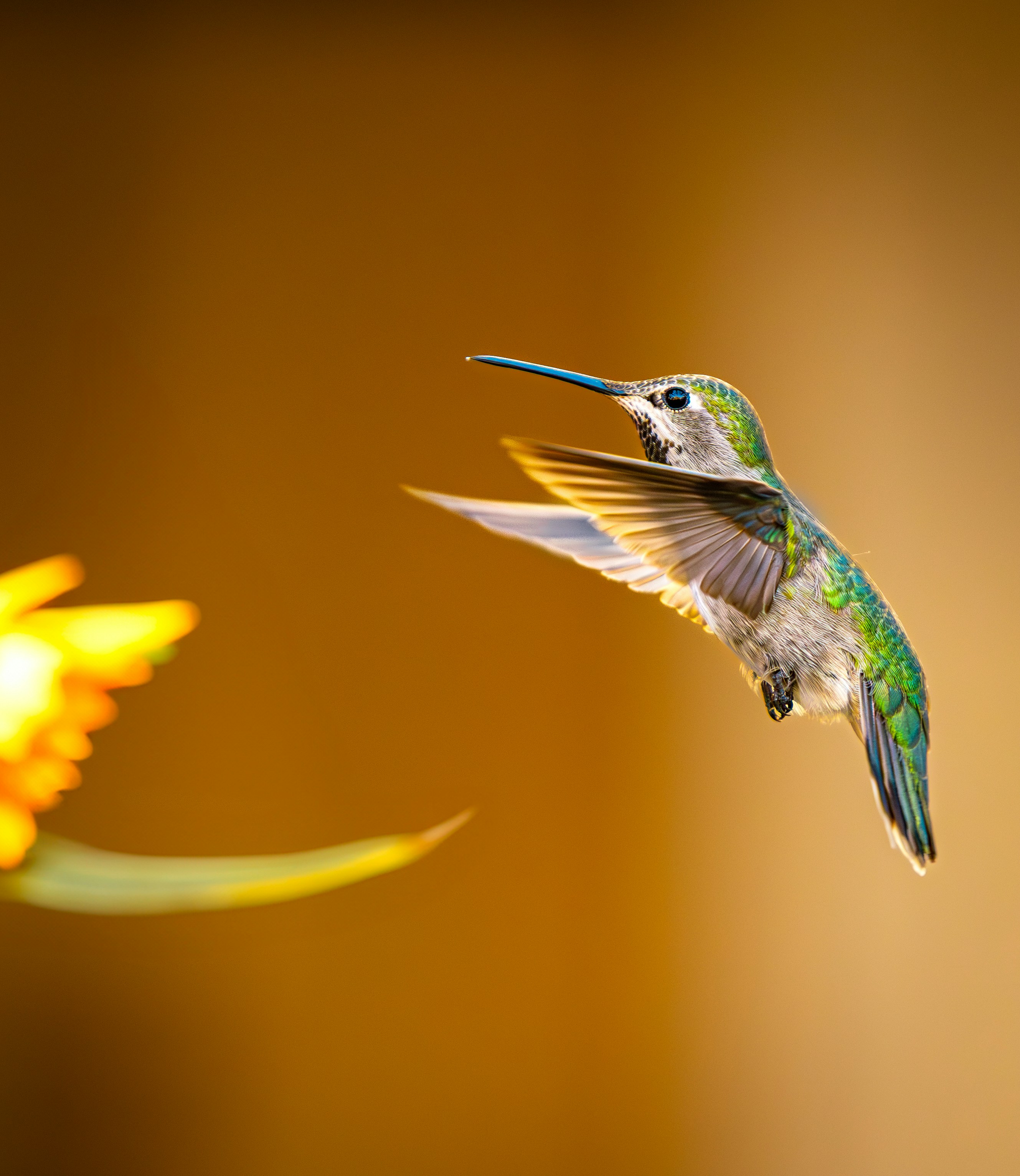 Hummingbird hovering near a yellow flower photo – Free Animal Image on ...