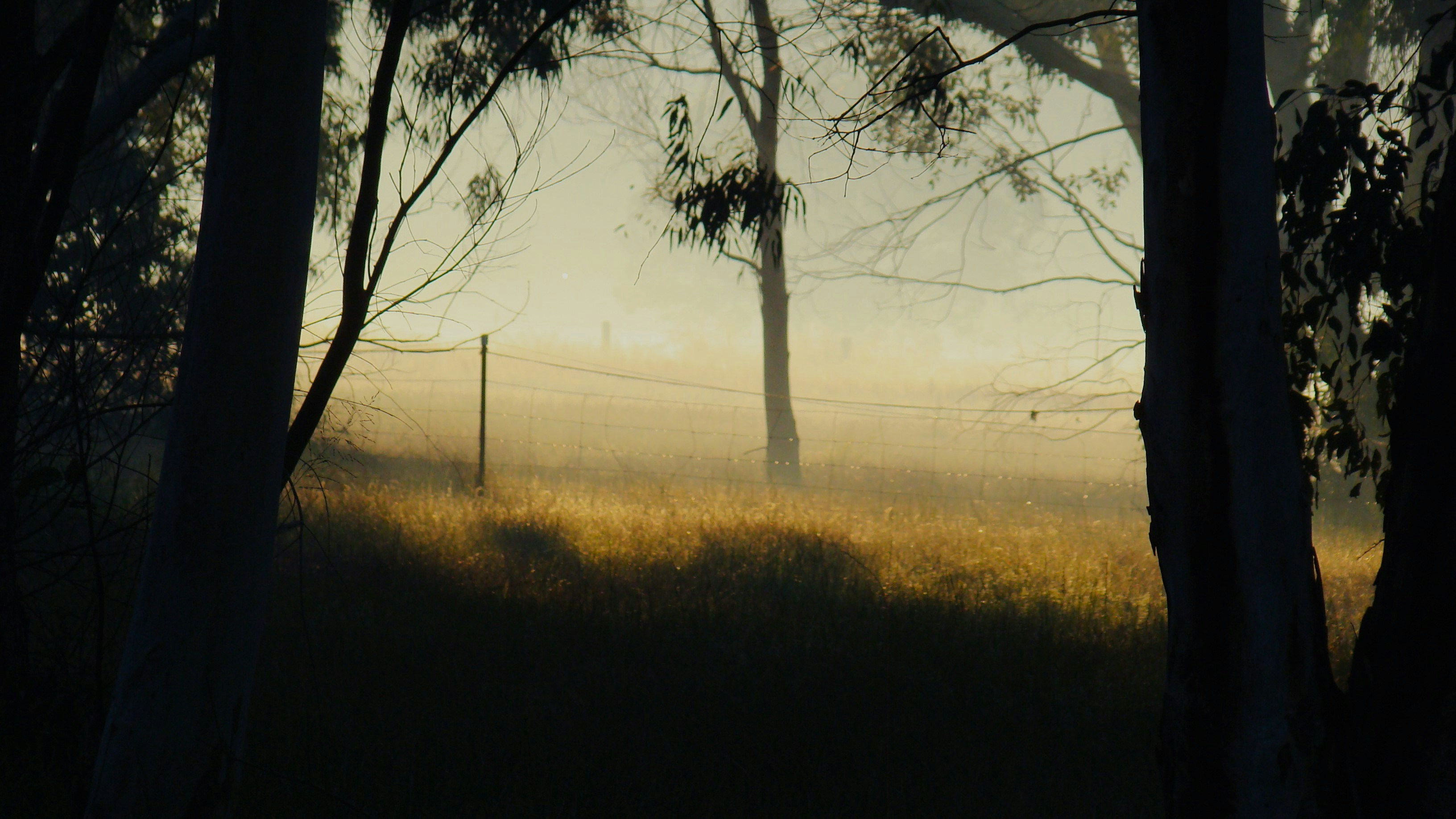 Golden light streams through misty trees onto grass.