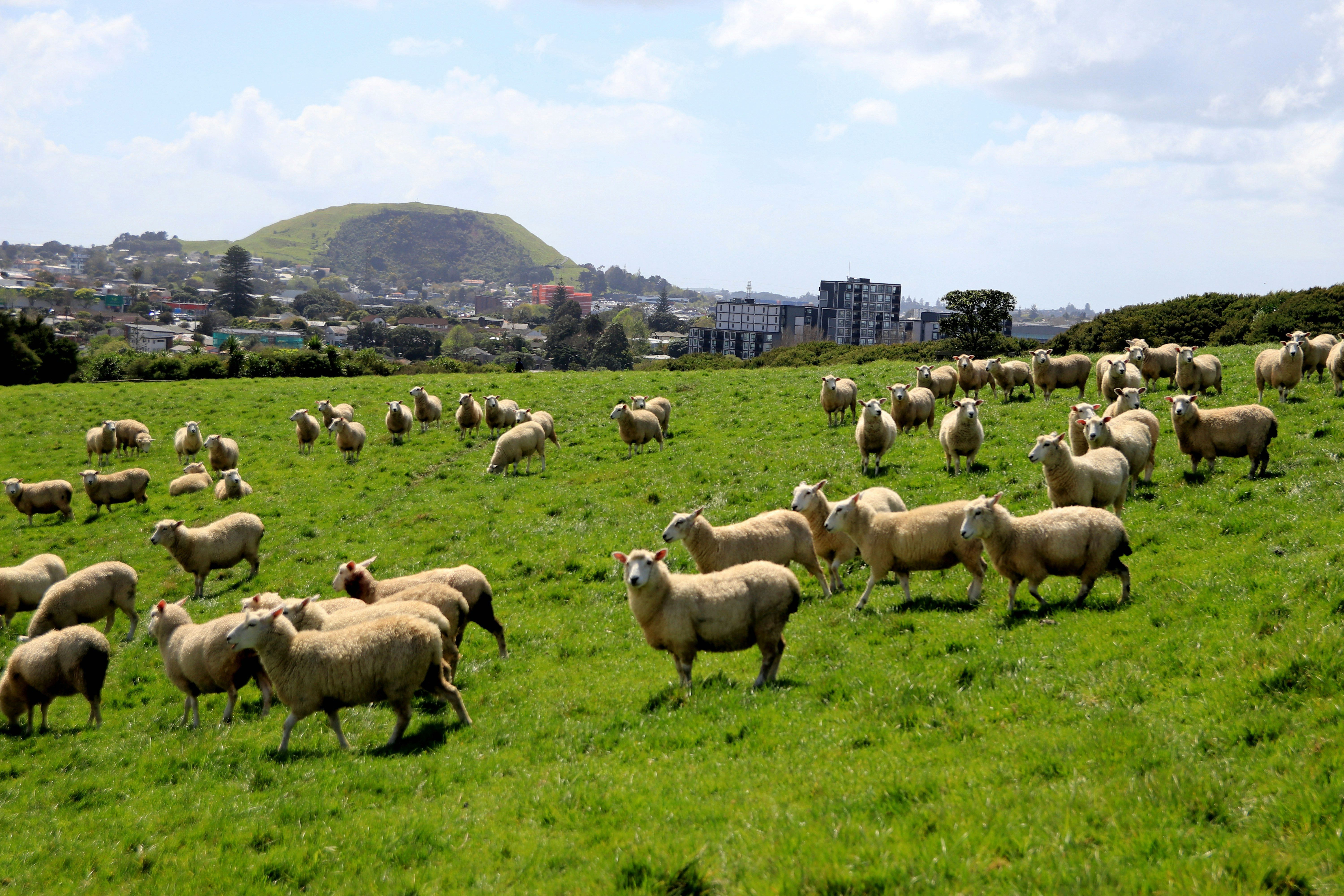 Pastoral Harmony: Sheep Grazing Under Open Skies