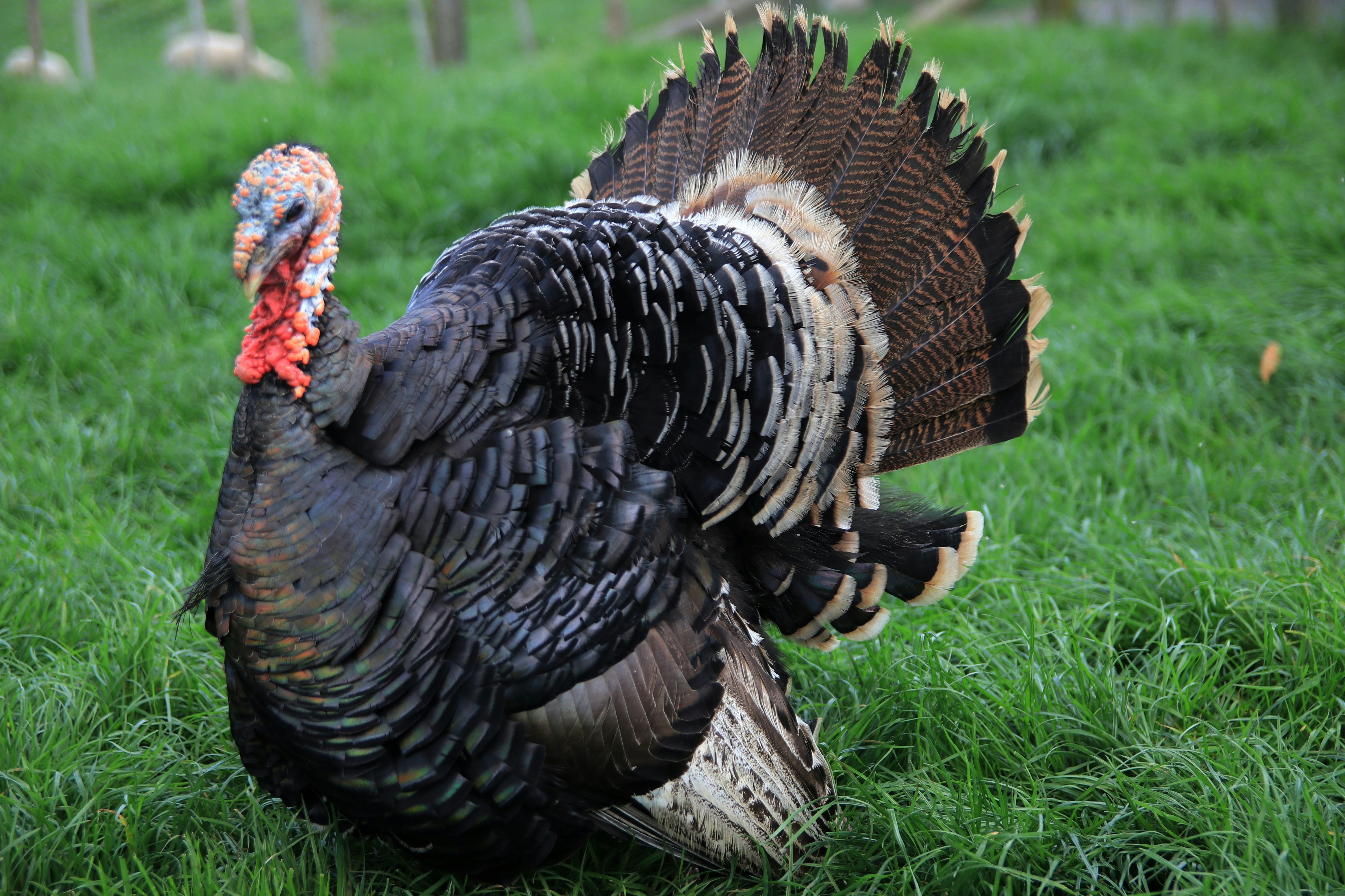 A large turkey with fanned tail feathers stands on grass.