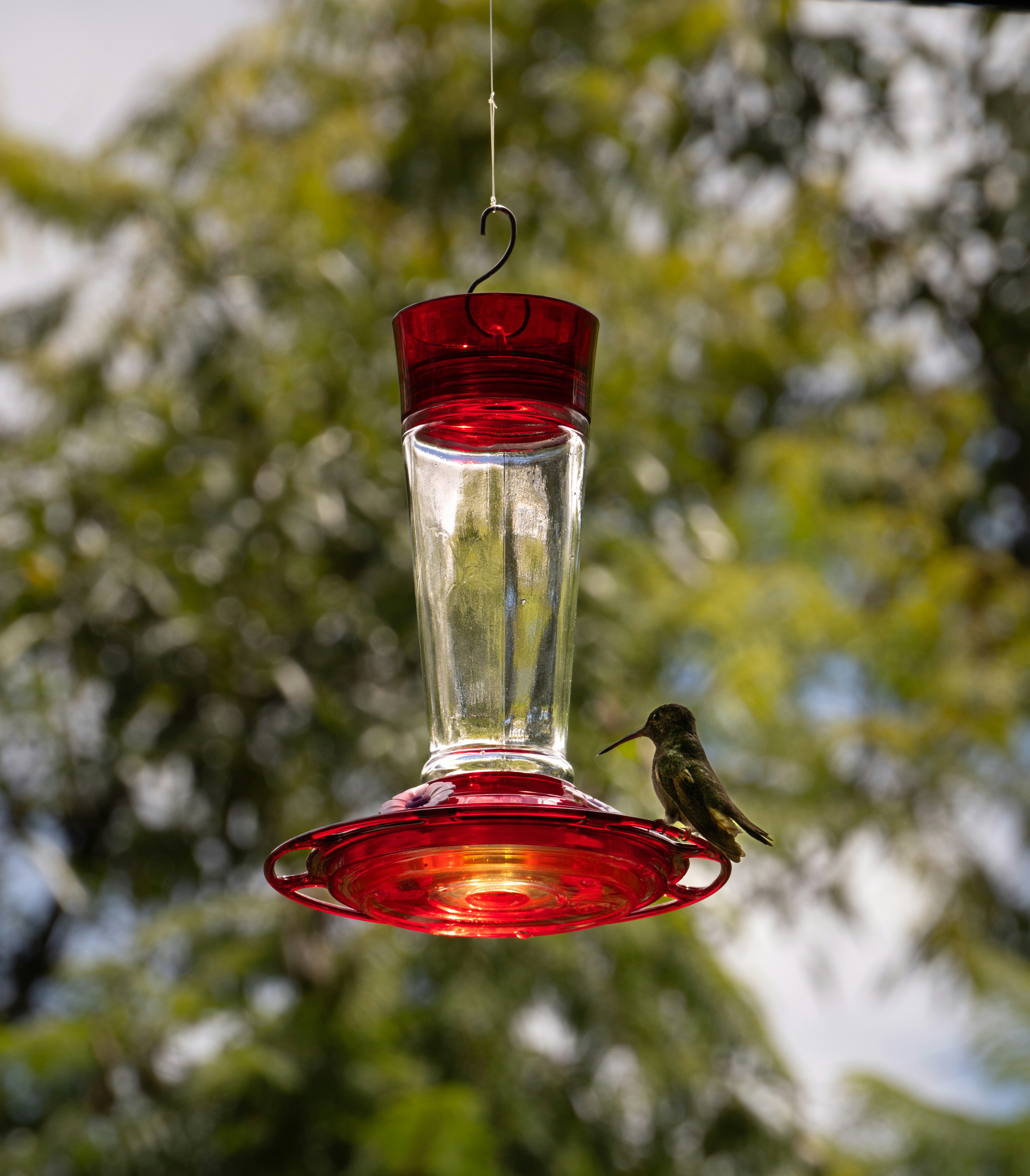 Hummingbird feeding from a red glass feeder.