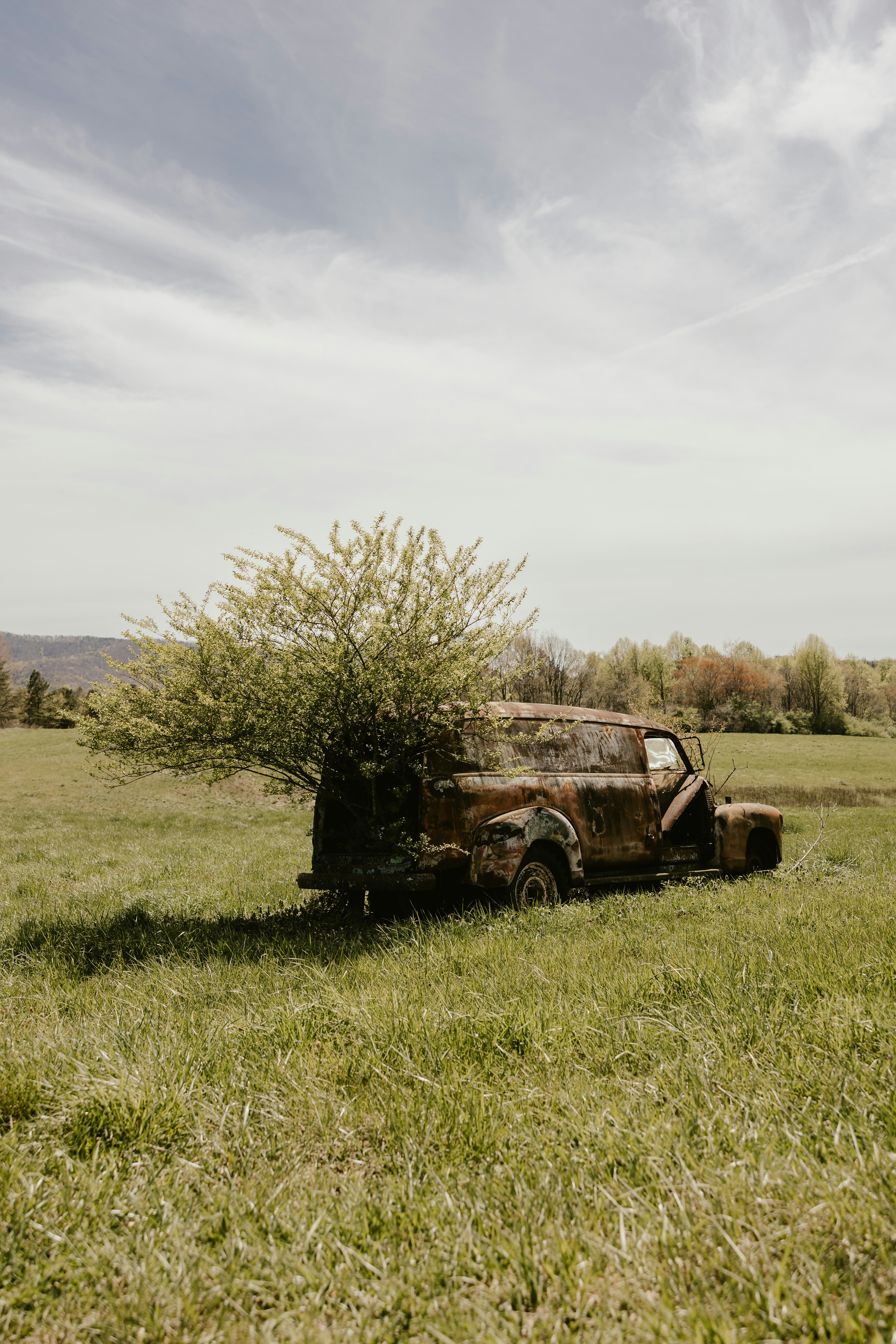 Rusted van overgrown with a tree in a grassy field. photo – Free ...