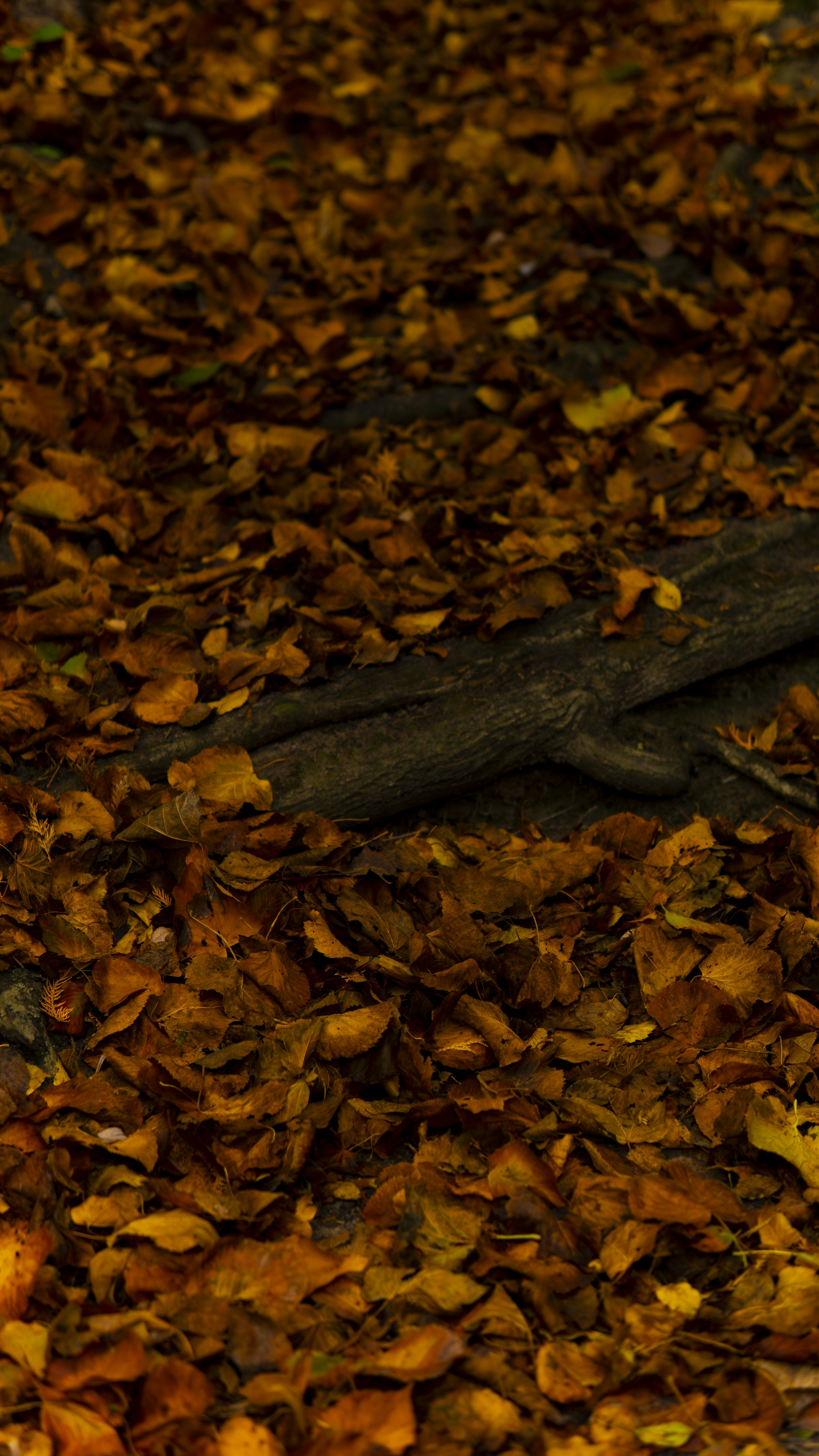A shot of log buried under autumn leaves | A carpet of fallen autumn leaves covers the ground.