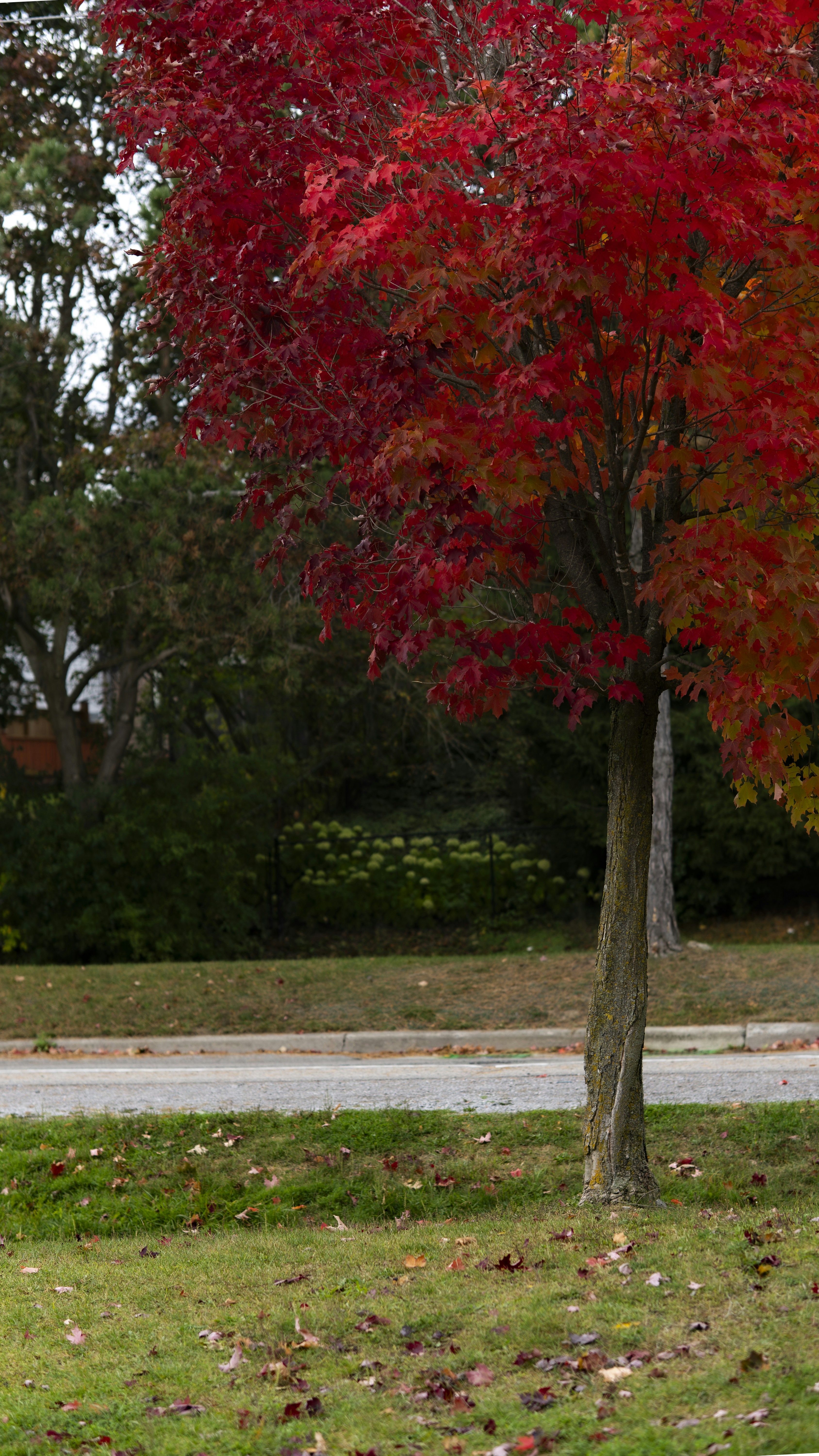 A shot of nice tree turned red | A tree with bright red autumn leaves stands tall.