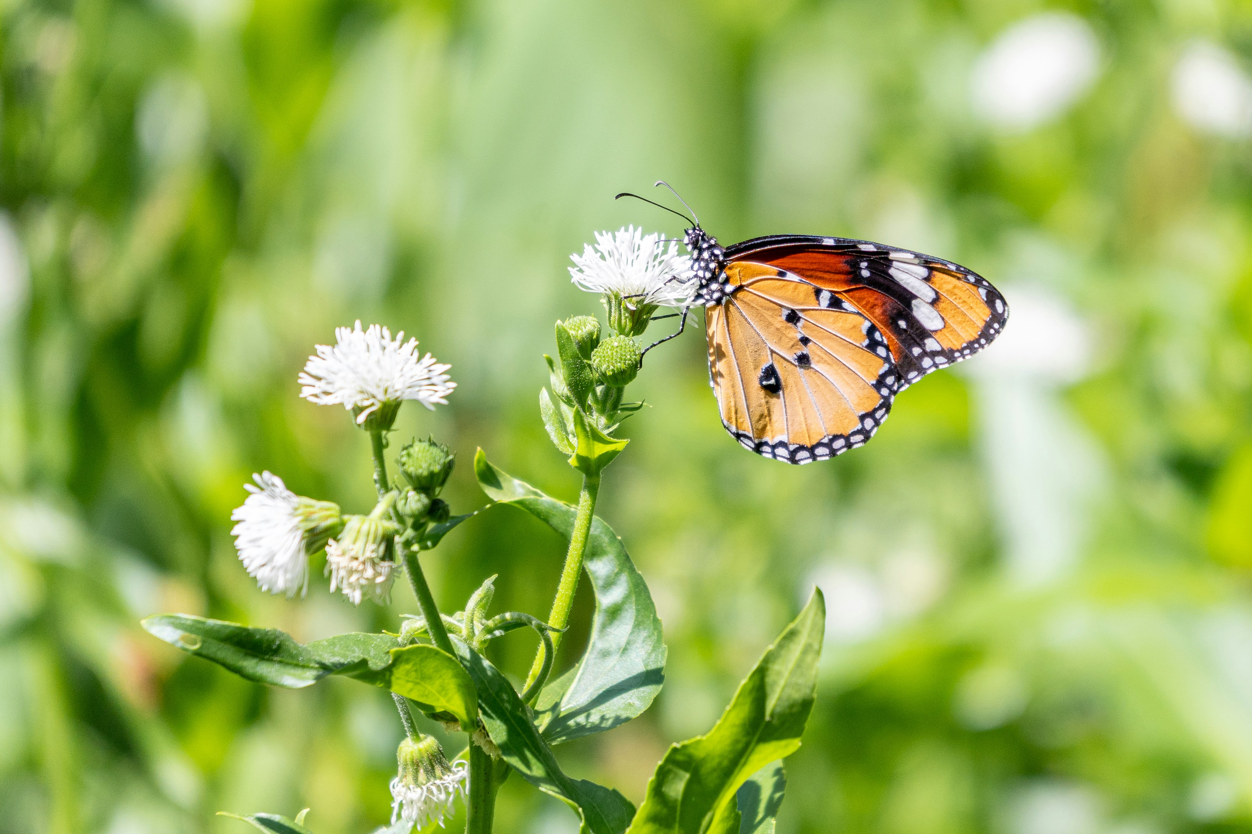 Orange butterfly rests on white wildflowers in a field.