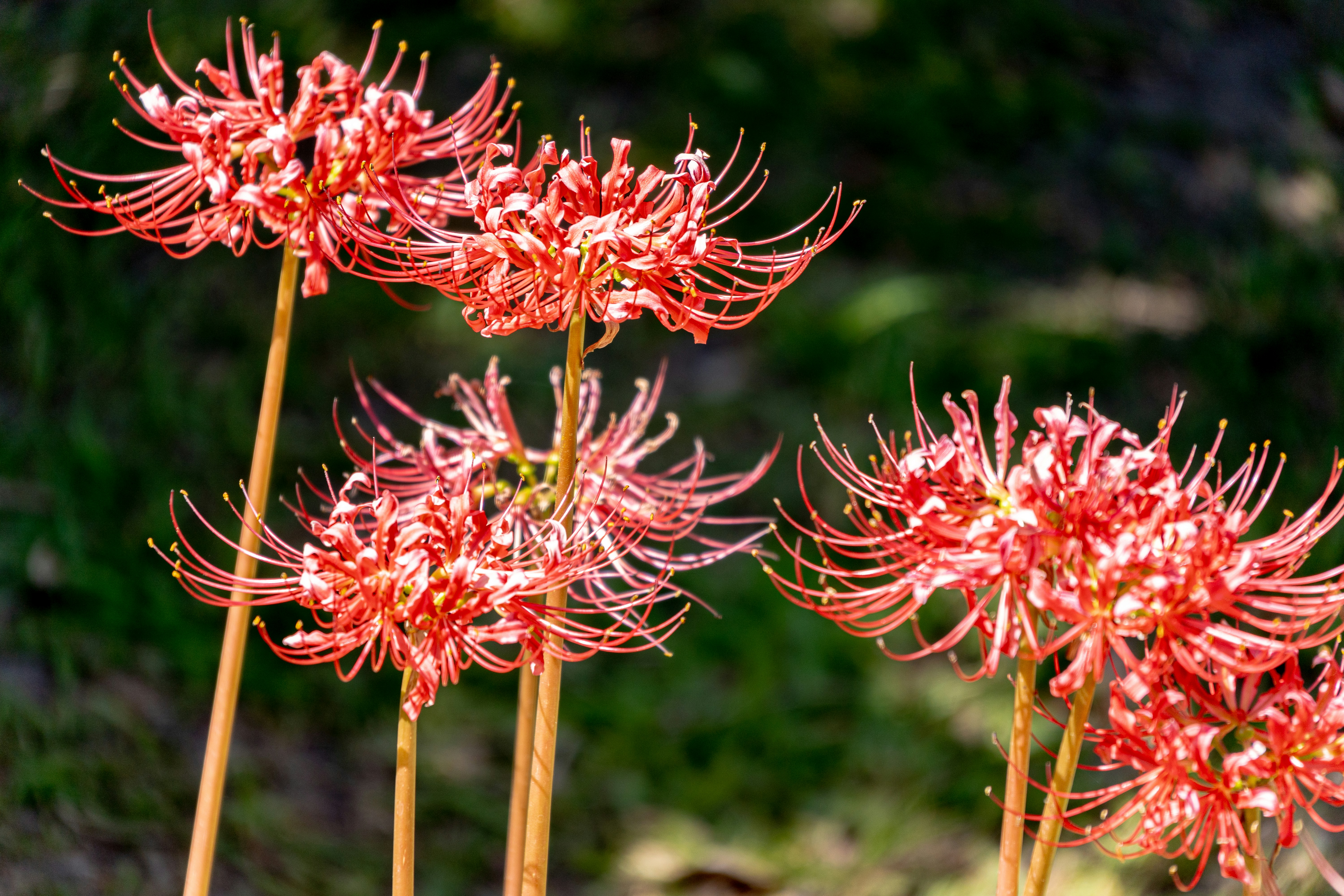 Lycoris radiata 紅花石蒜 | Red spider lilies bloom in a garden setting.