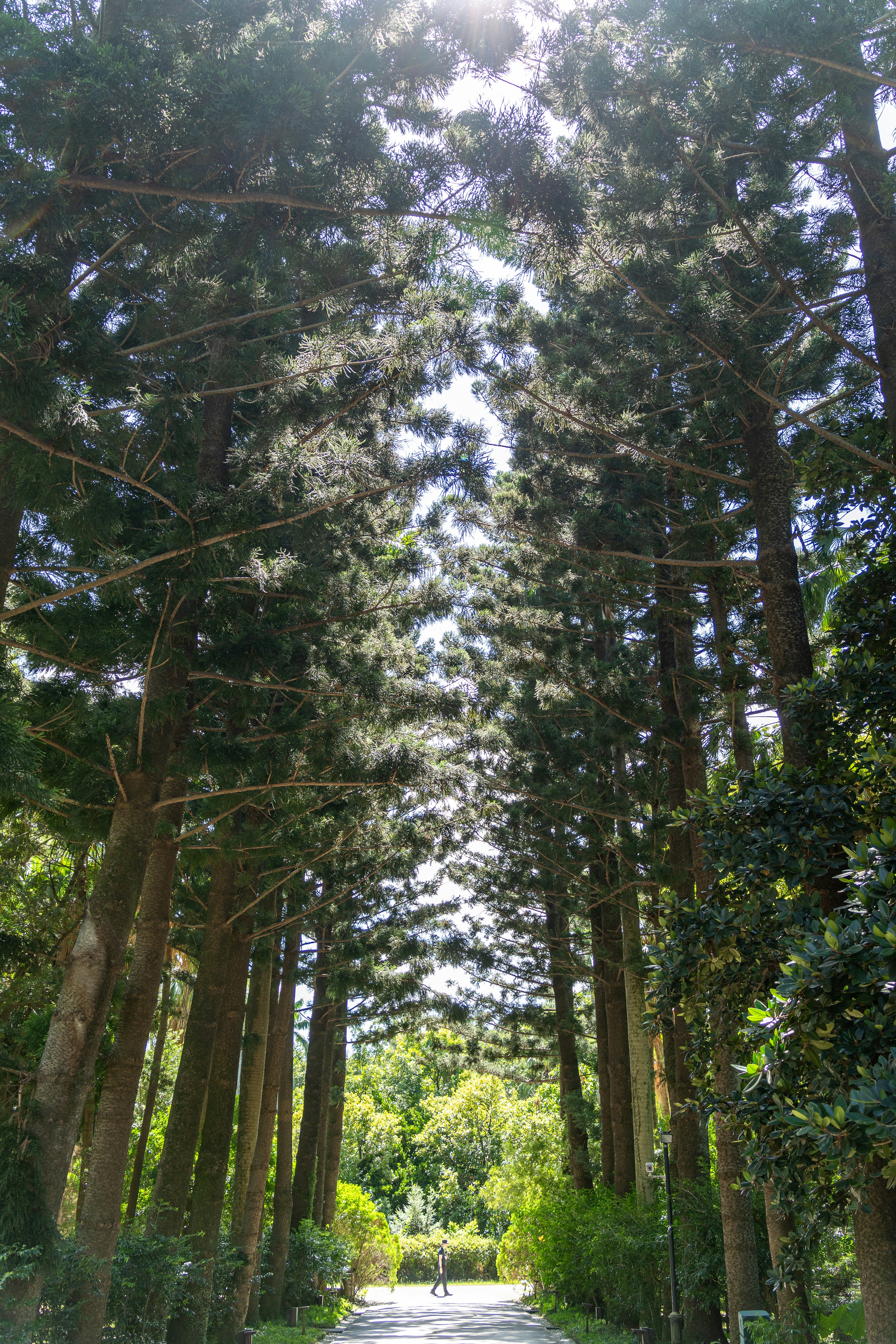 A Canopy of Serenity: Nature's Pathway