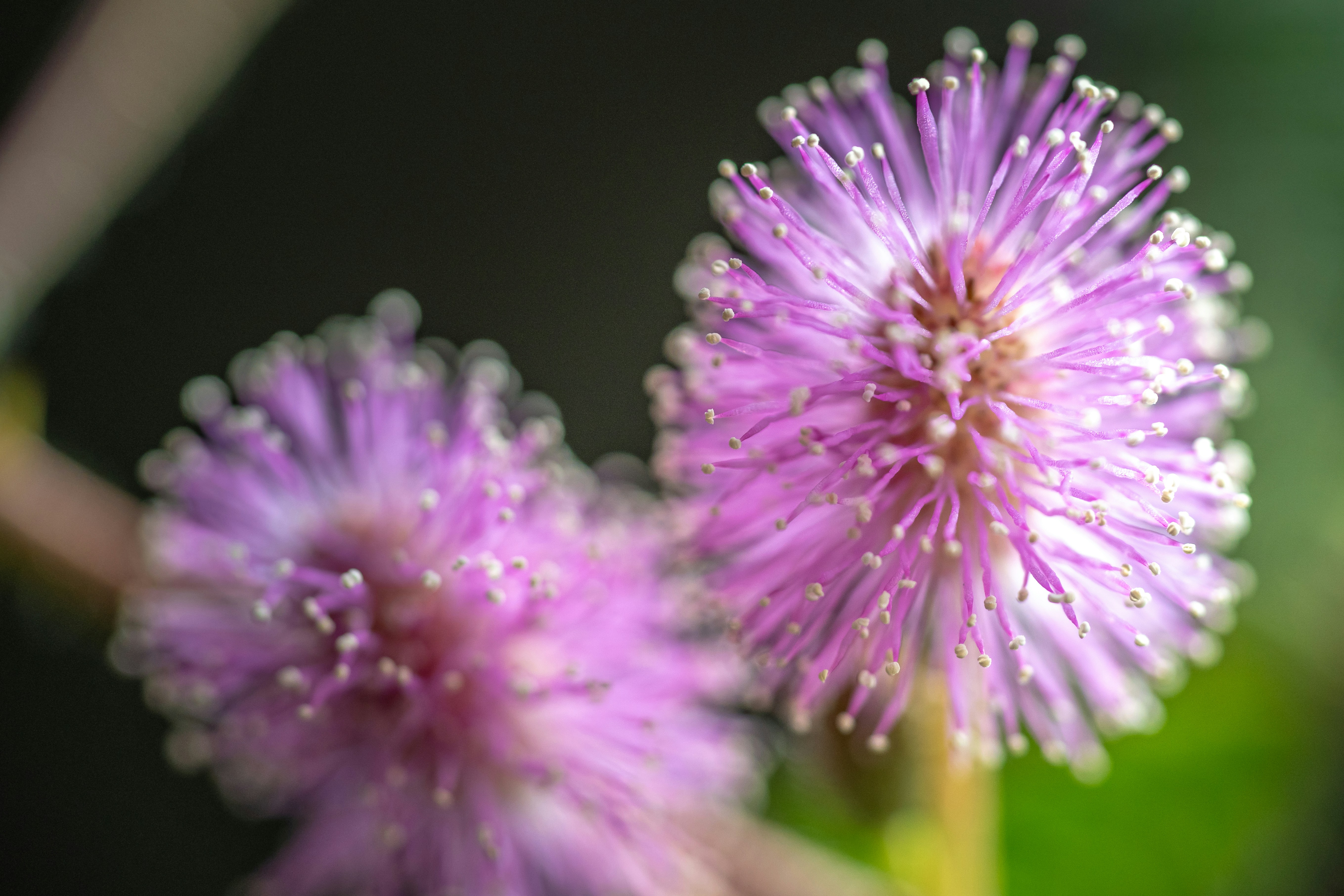 Close-up of two fuzzy pink flowers with dark background