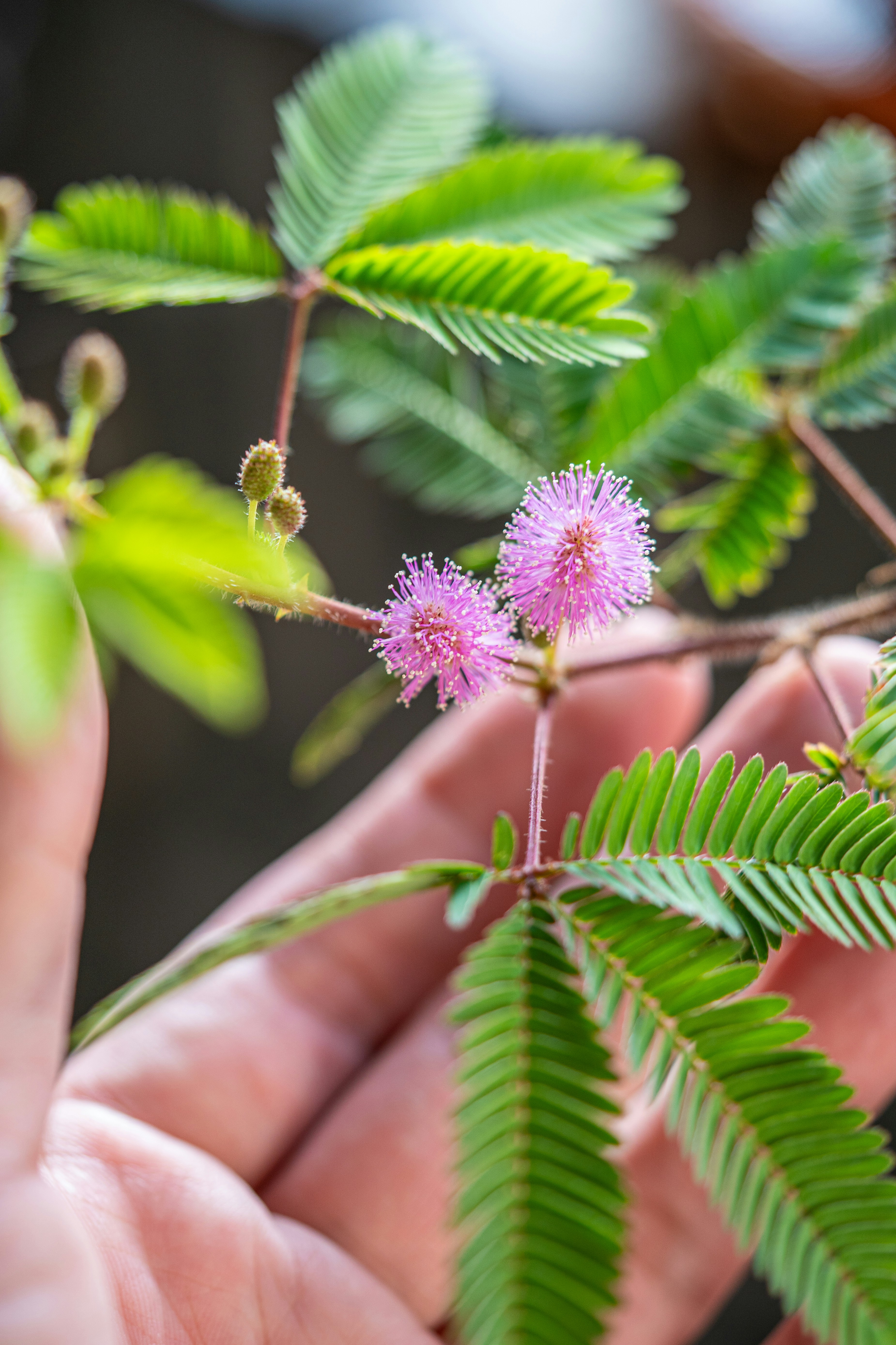 Close-up of a hand touching delicate pink mimosa flowers. photo – Free ...