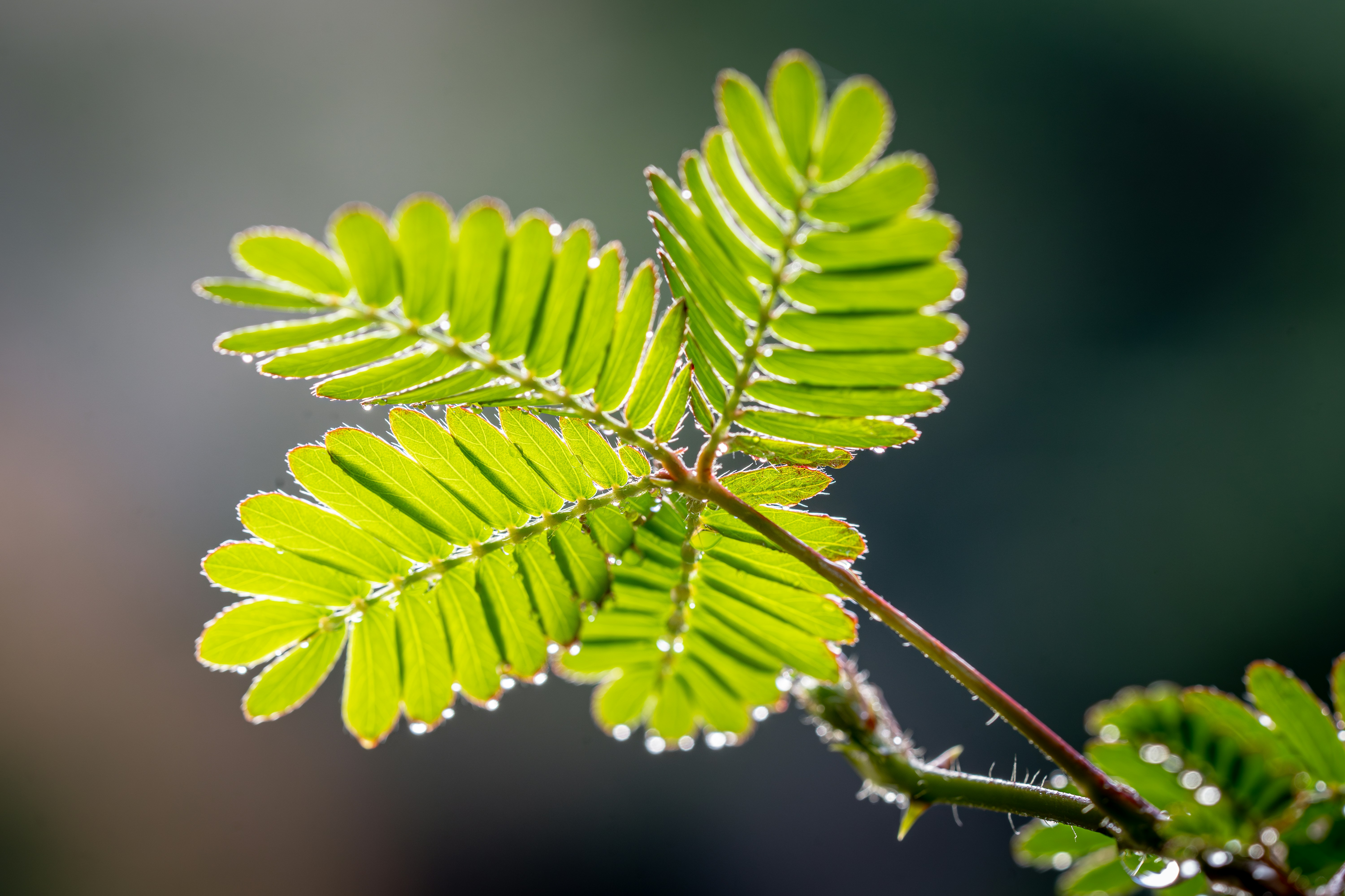 Close-up of a mimosa pudica plant with water droplets.