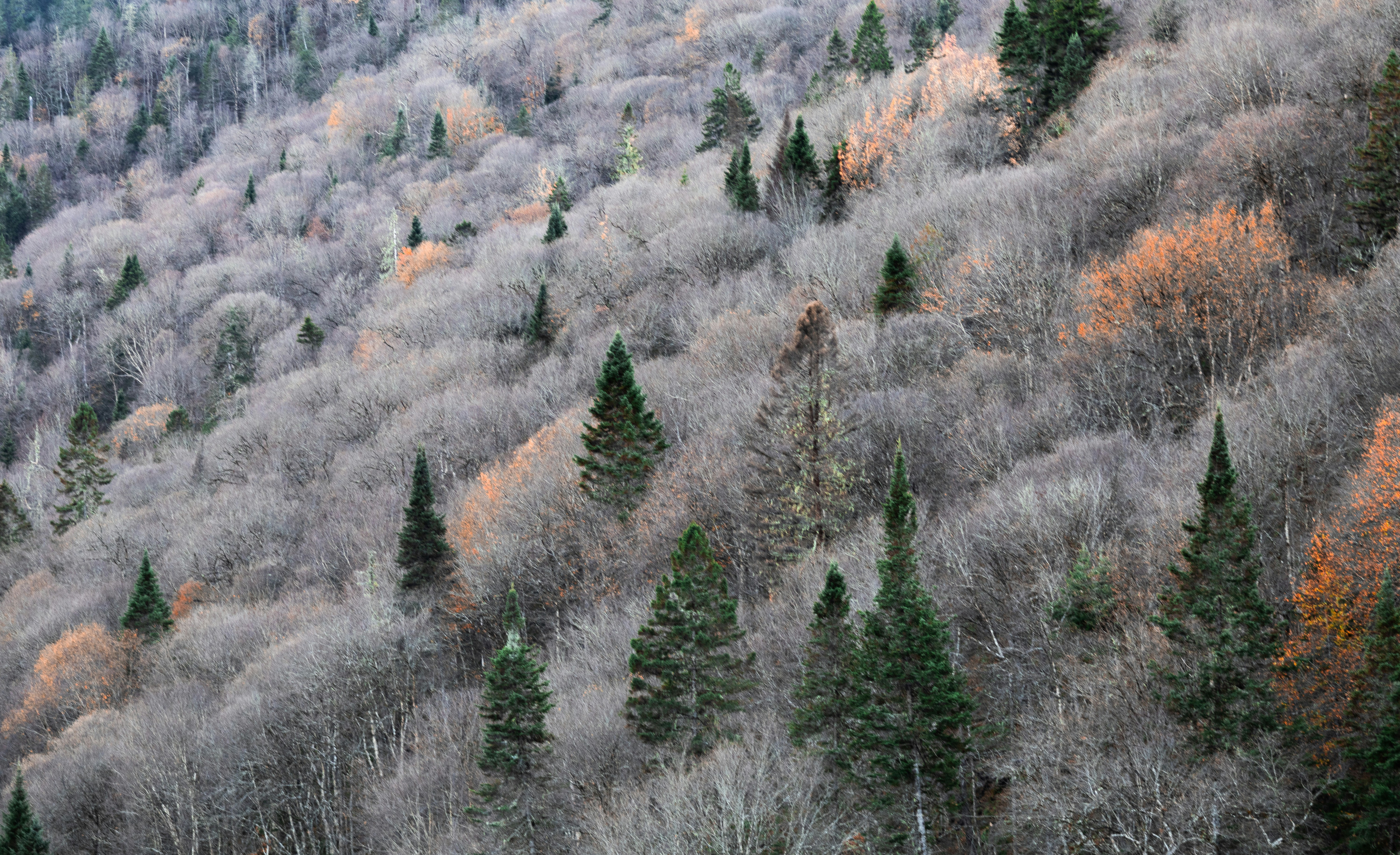 Whispers of Autumn in the Forest