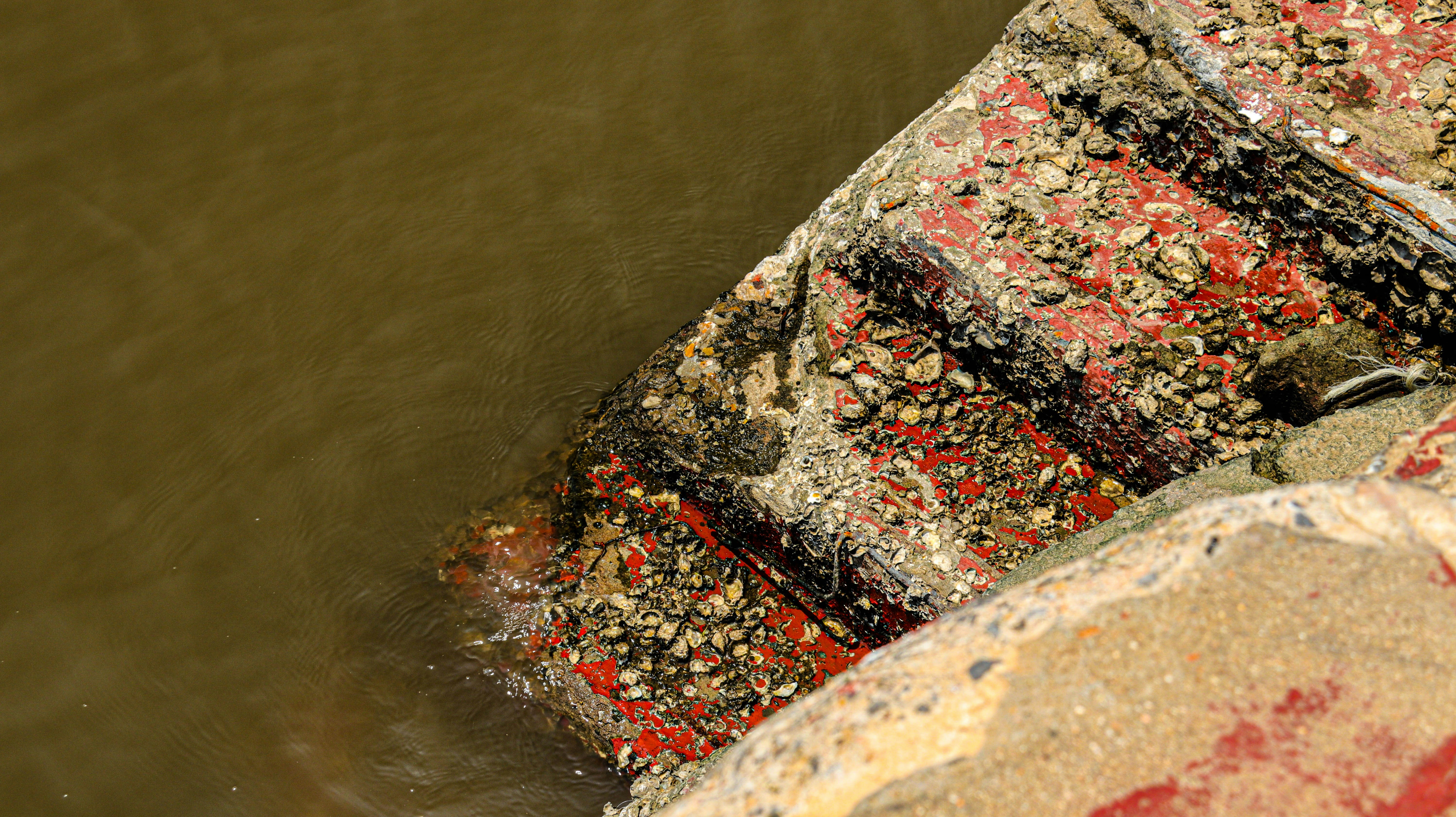 Barnacles on a weathered red structure near water