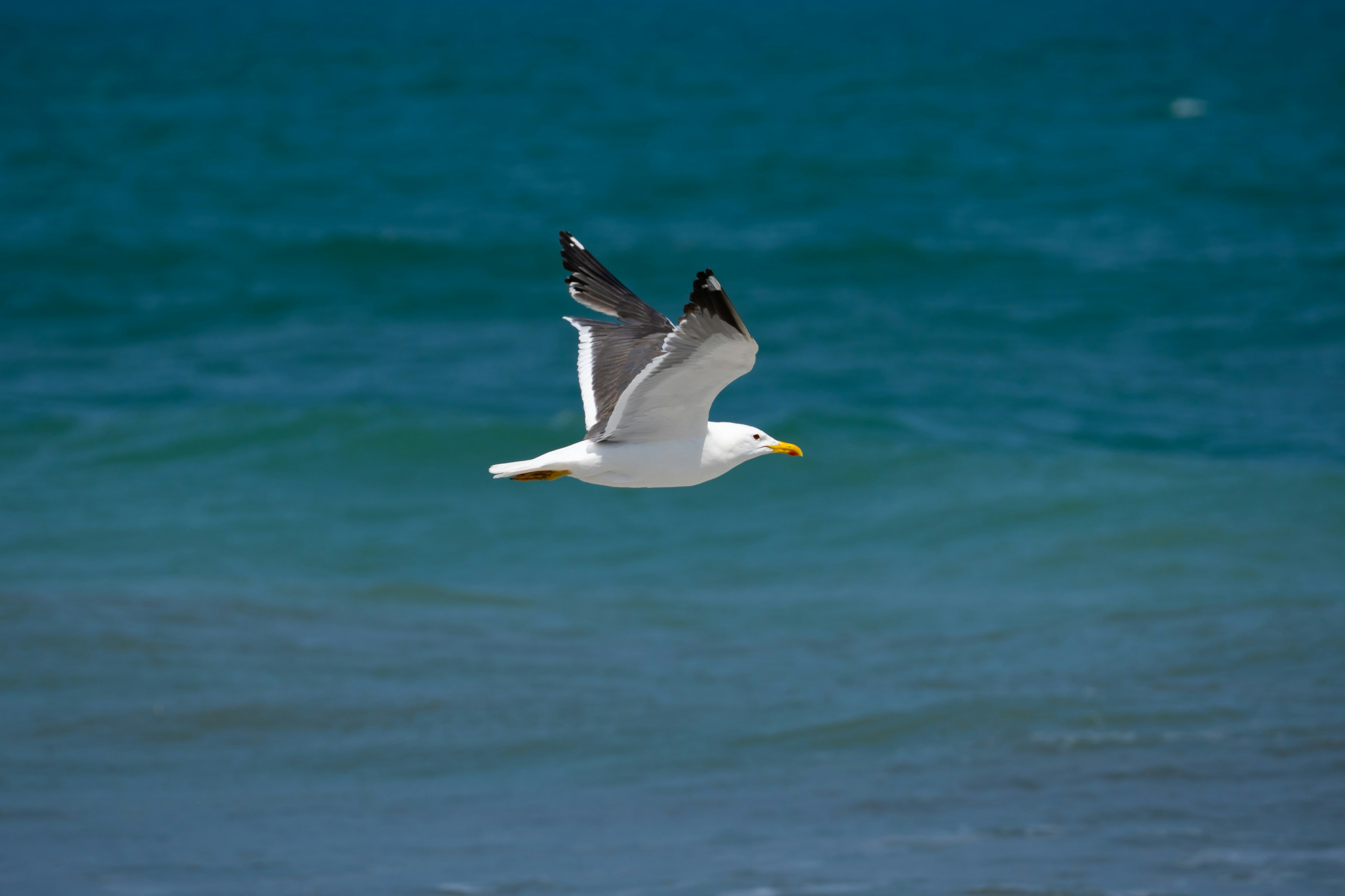Seagull in Flight: A Coastal Ballet