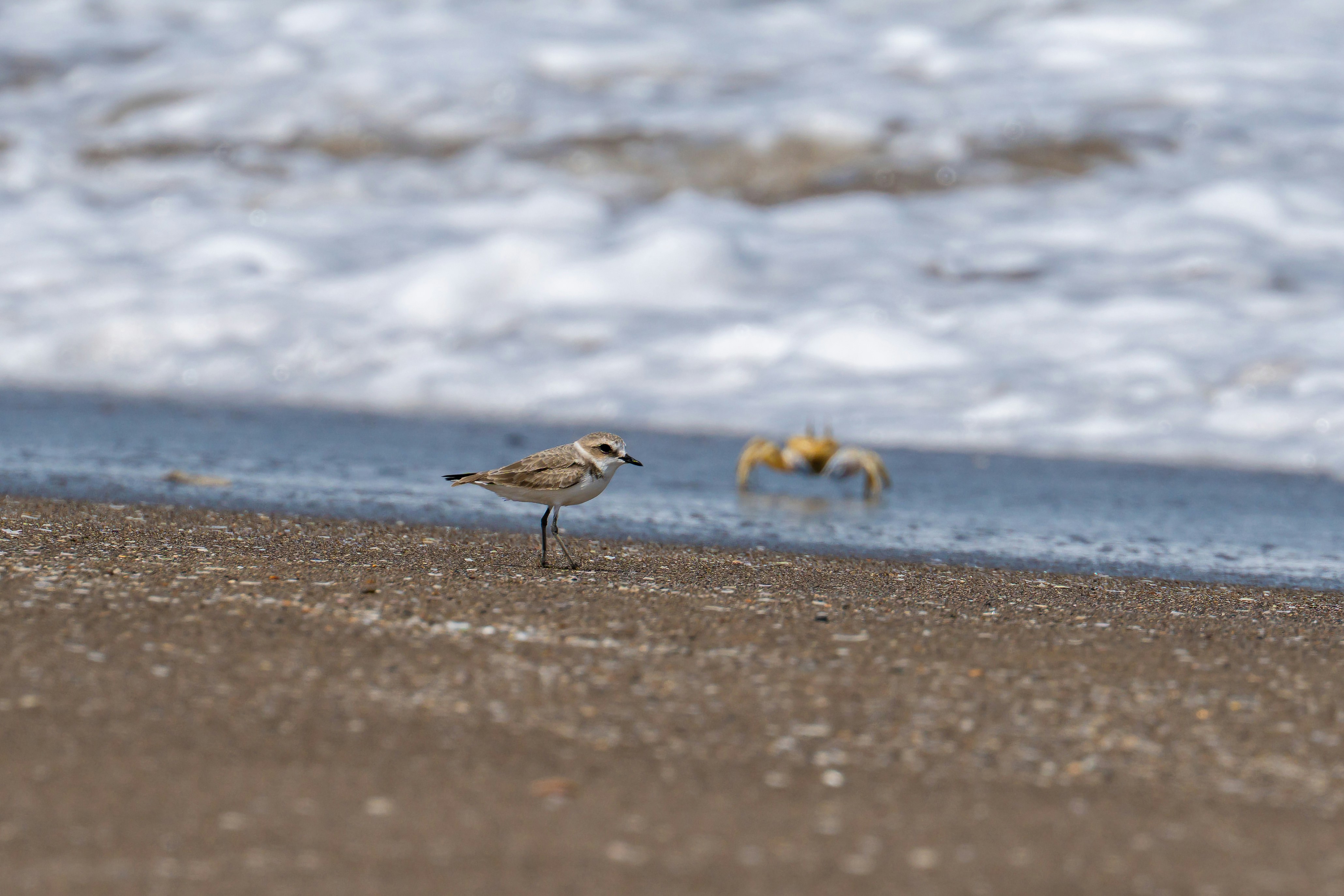 A Moment on the Shoreline: The Solitary Sandpiper