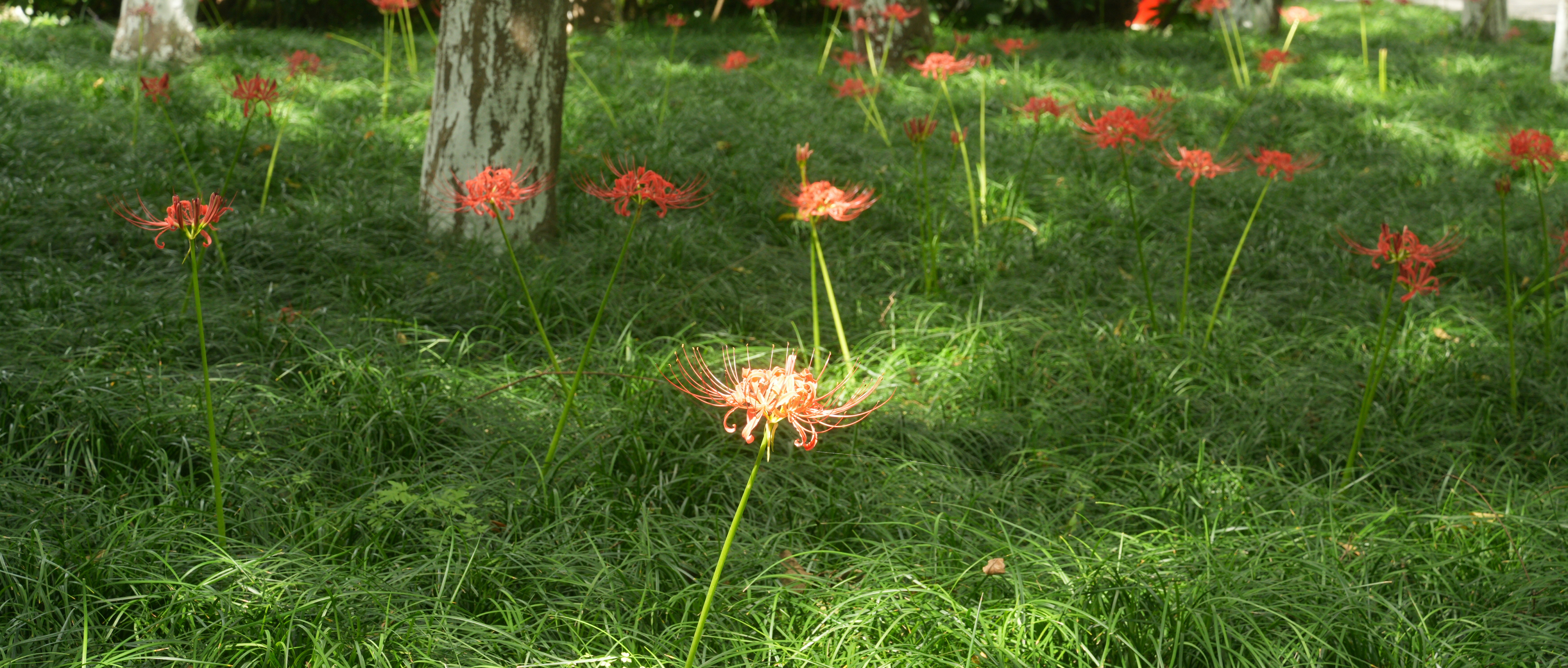 Whispers of Autumn: The Dance of Spider Lilies