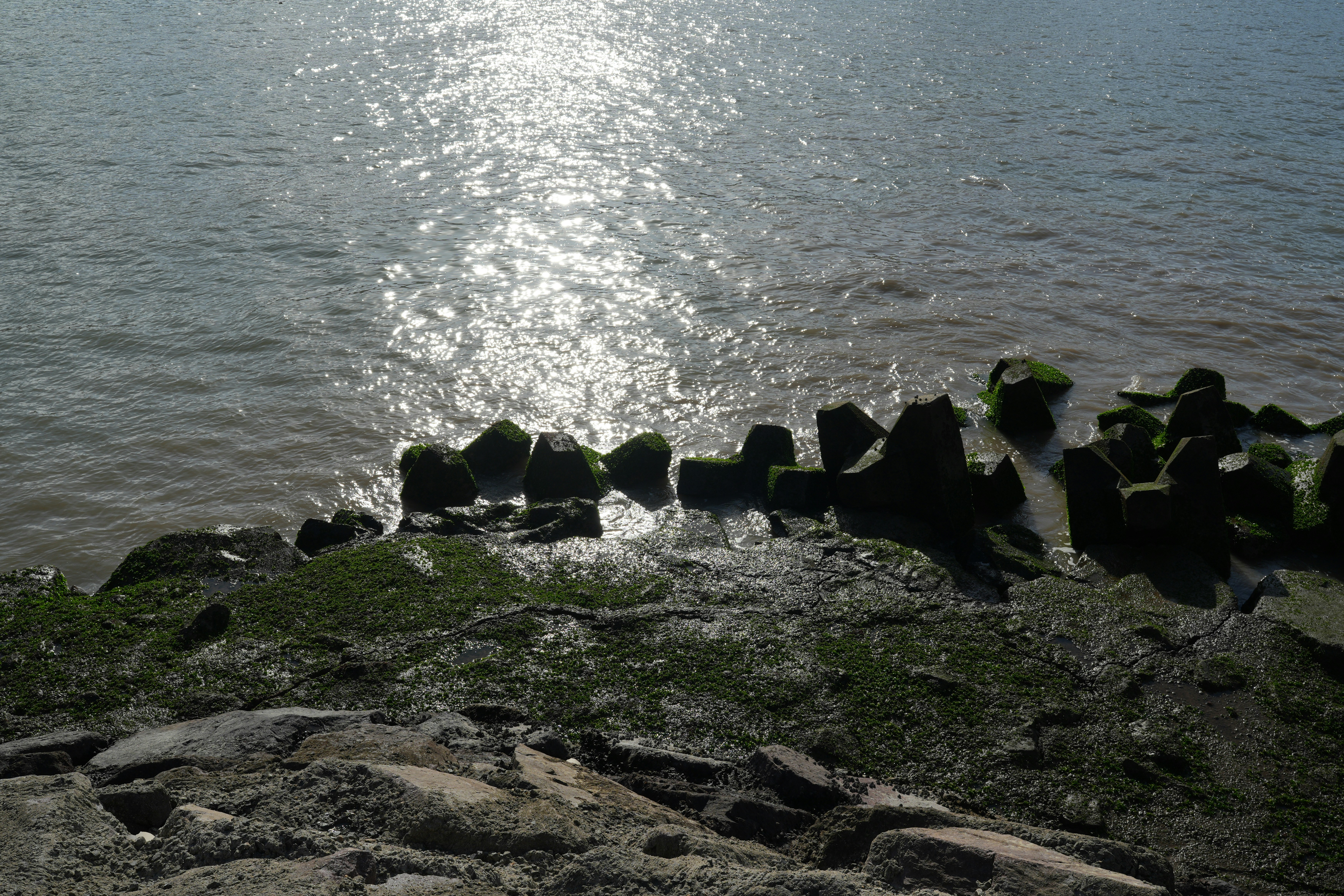 Sunlit Moss and Stone: A Quiet Shoreline Moment