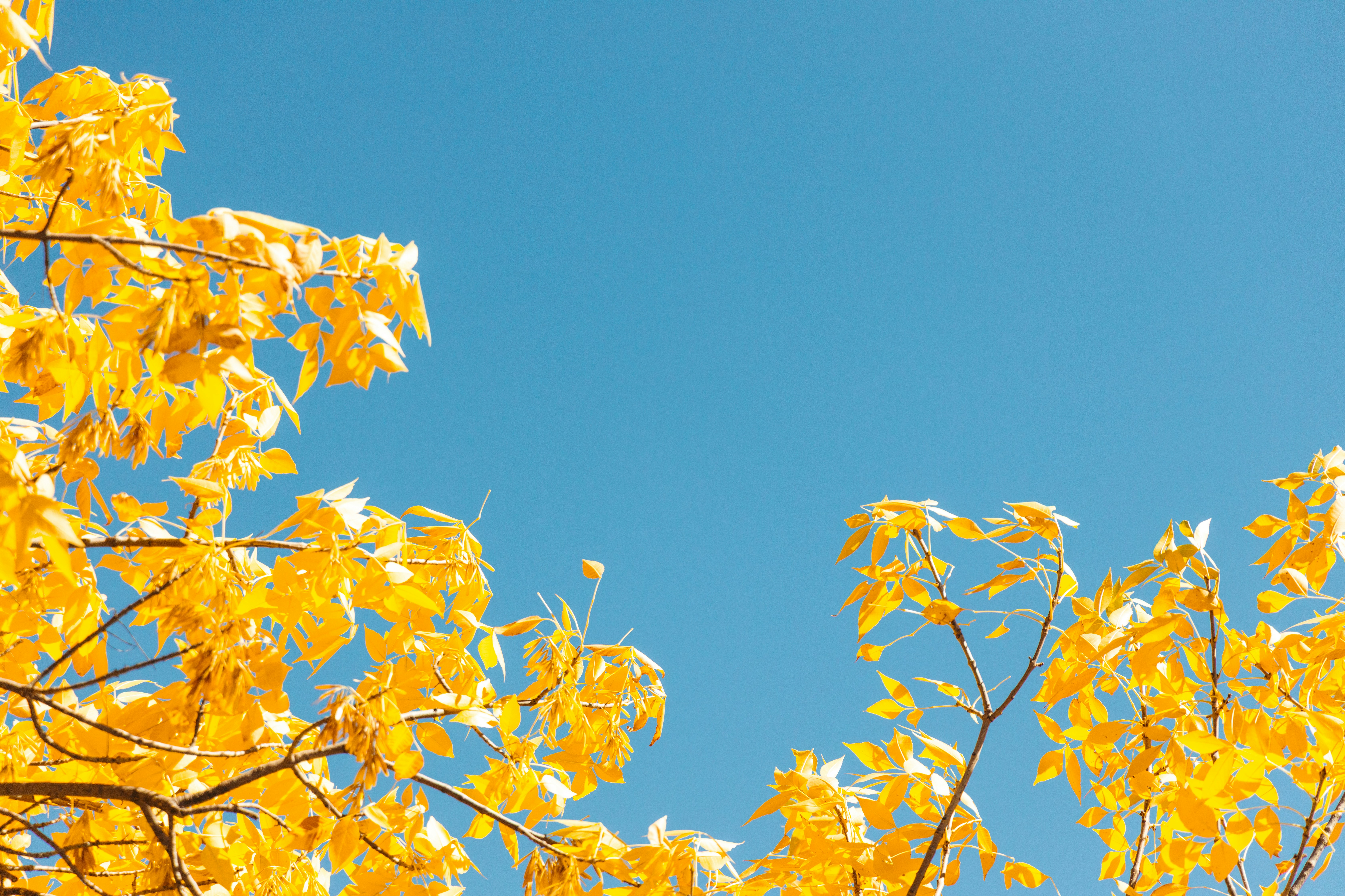 Bright yellow autumn leaves against a clear blue sky.