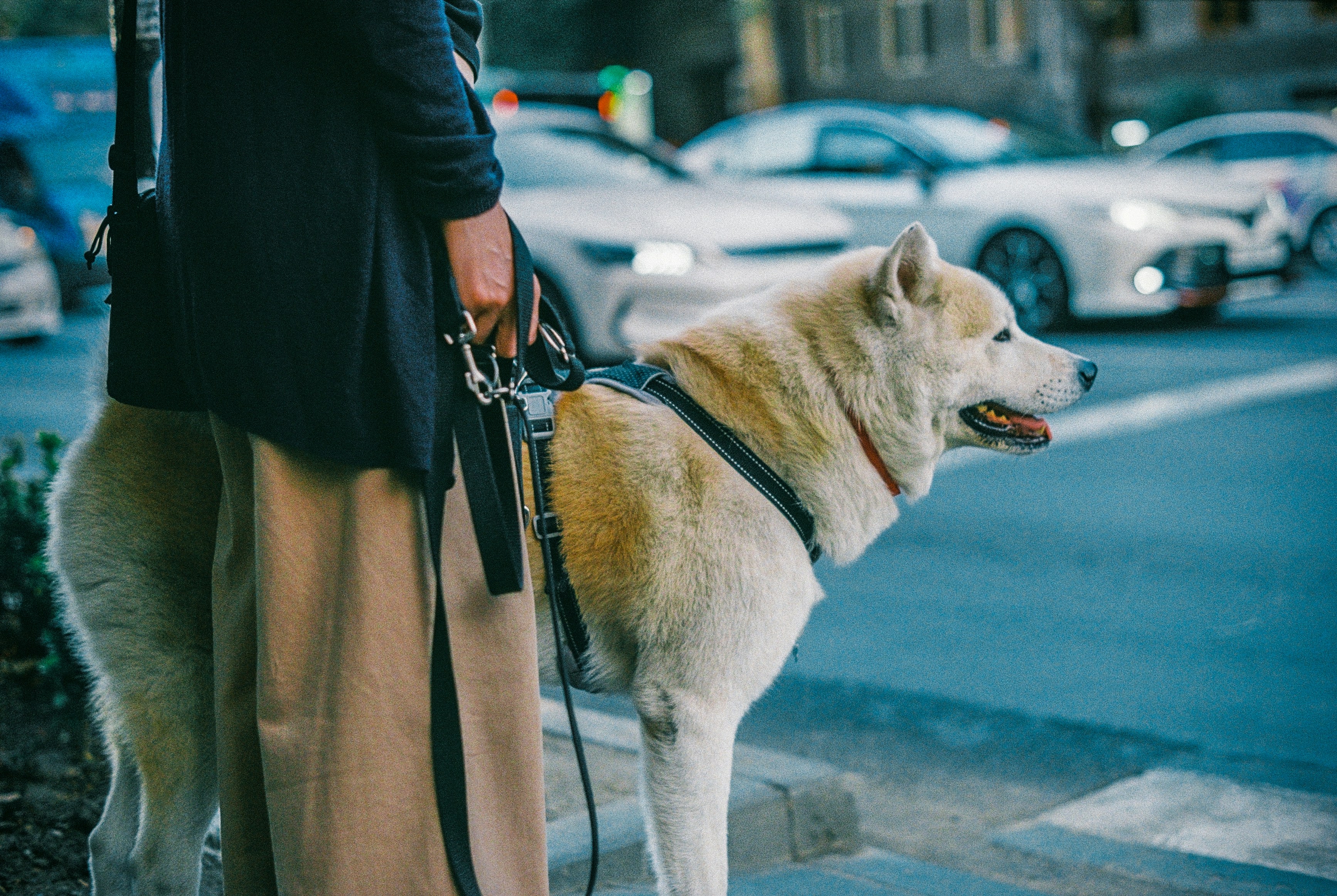 A person stands beside a leashed Akita dog at a bustling city intersection, capturing the essence of companionship amidst urban life.