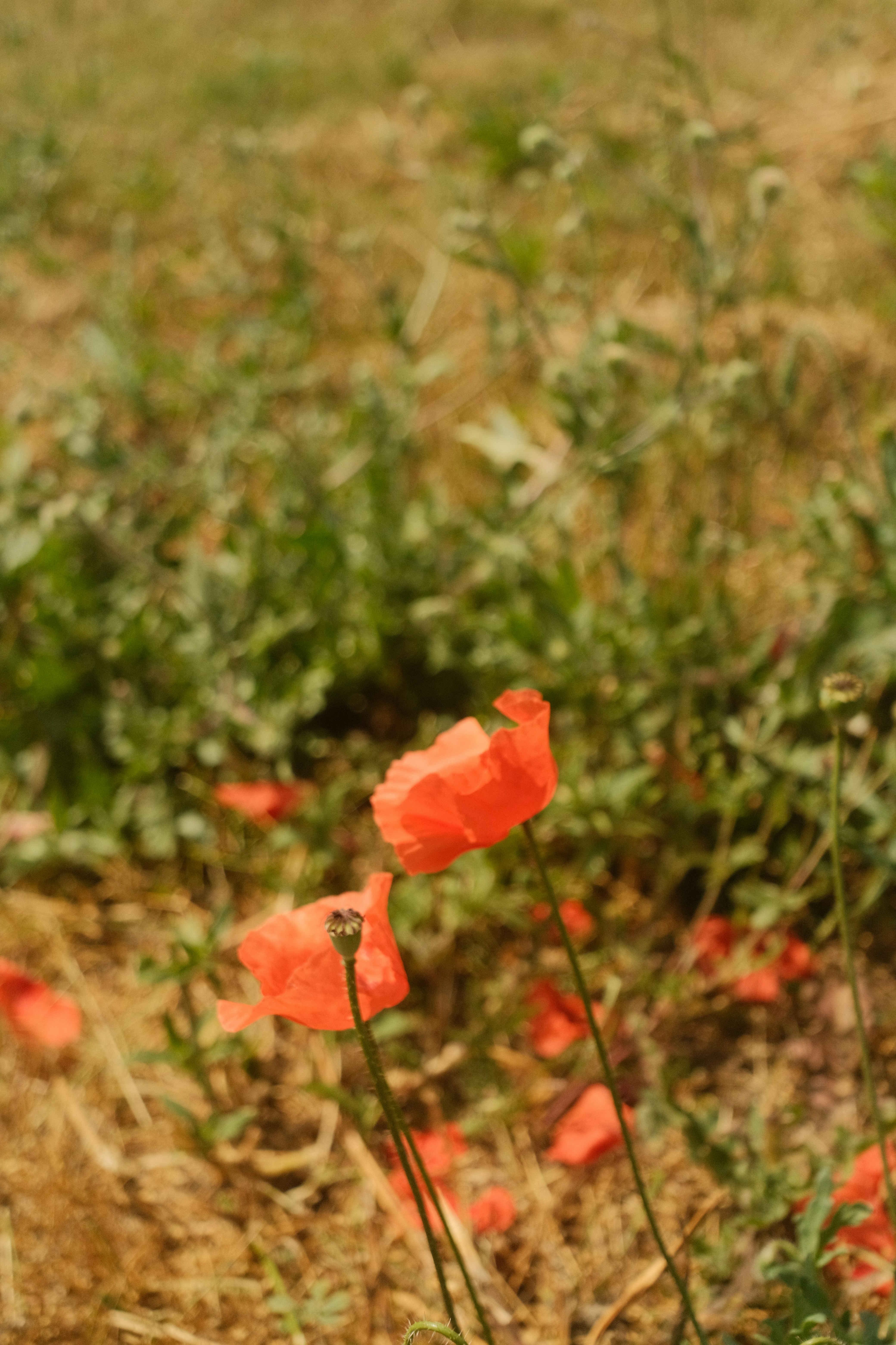 Red poppies bloom in a dry, grassy field.