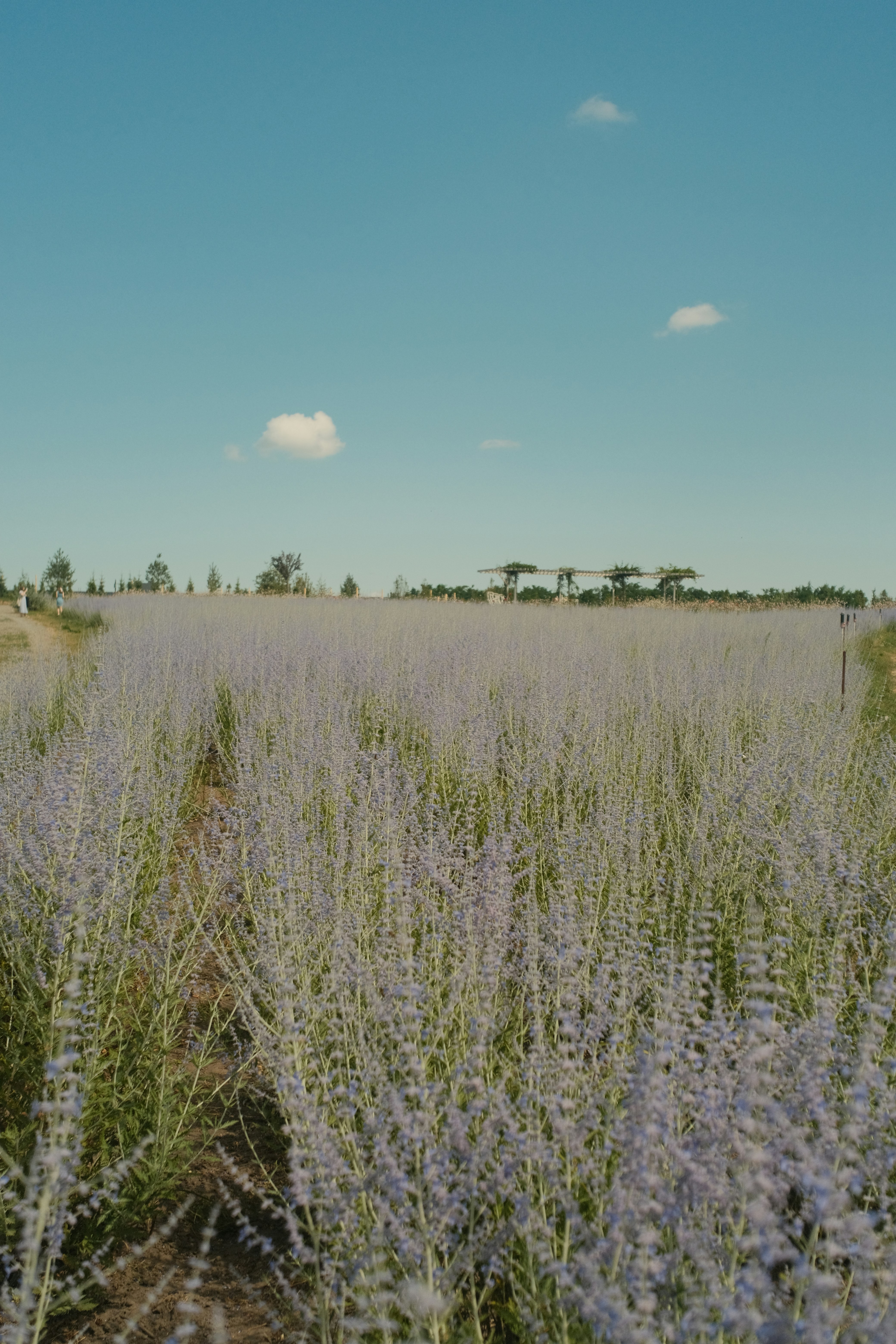 A field of lavender under a clear blue sky