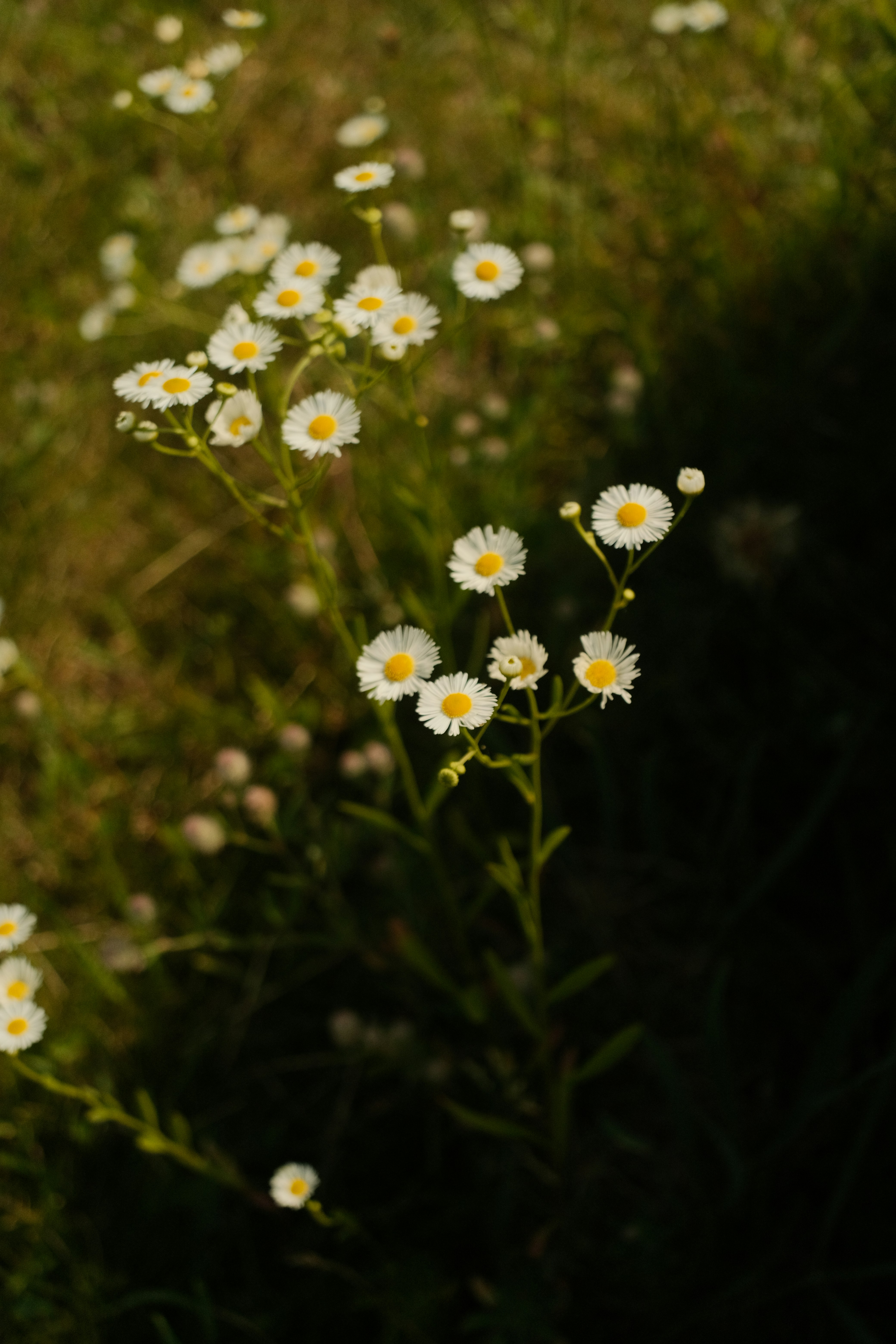 Small white wildflowers bloom in a field.