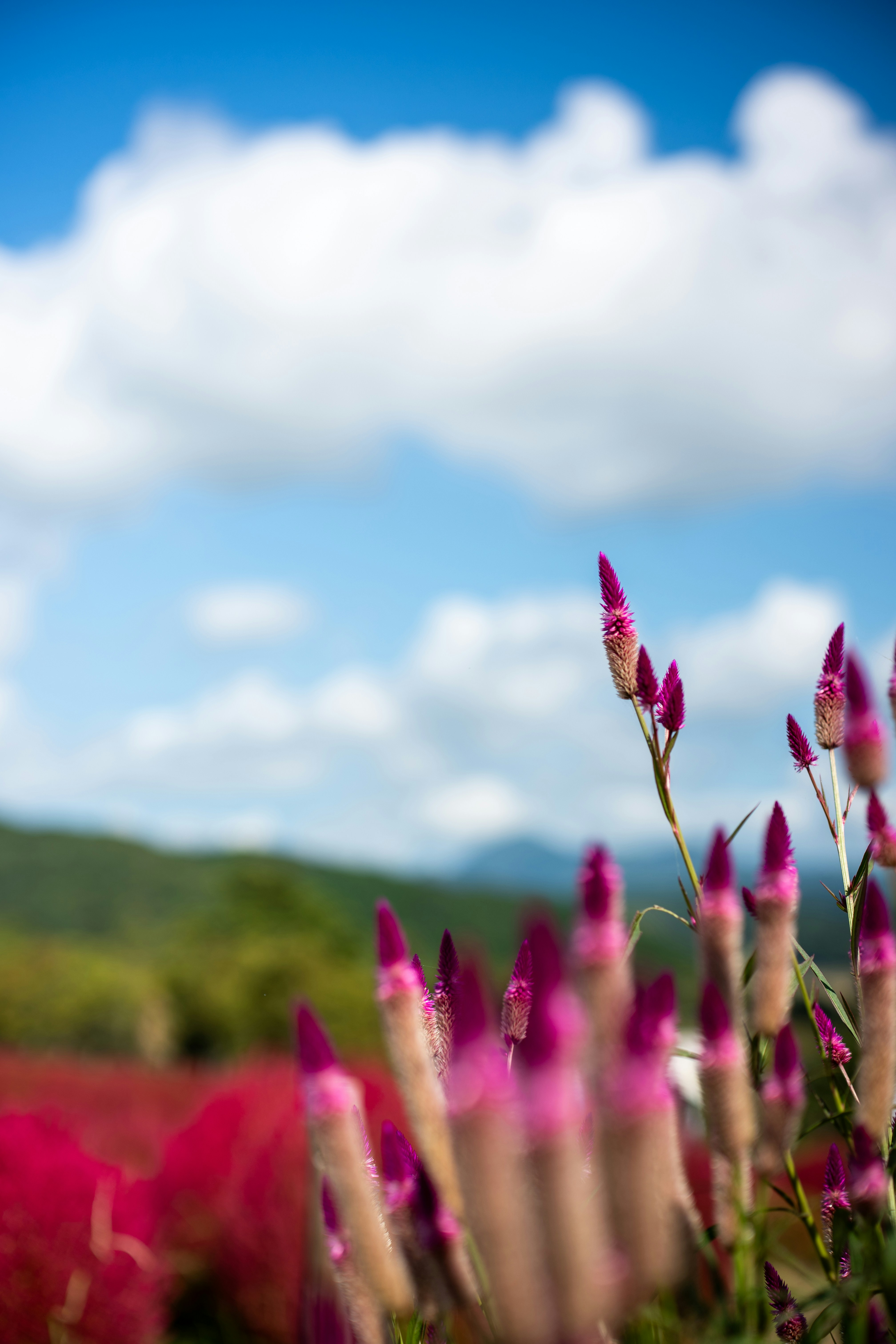 Whispers of Color in the Meadow