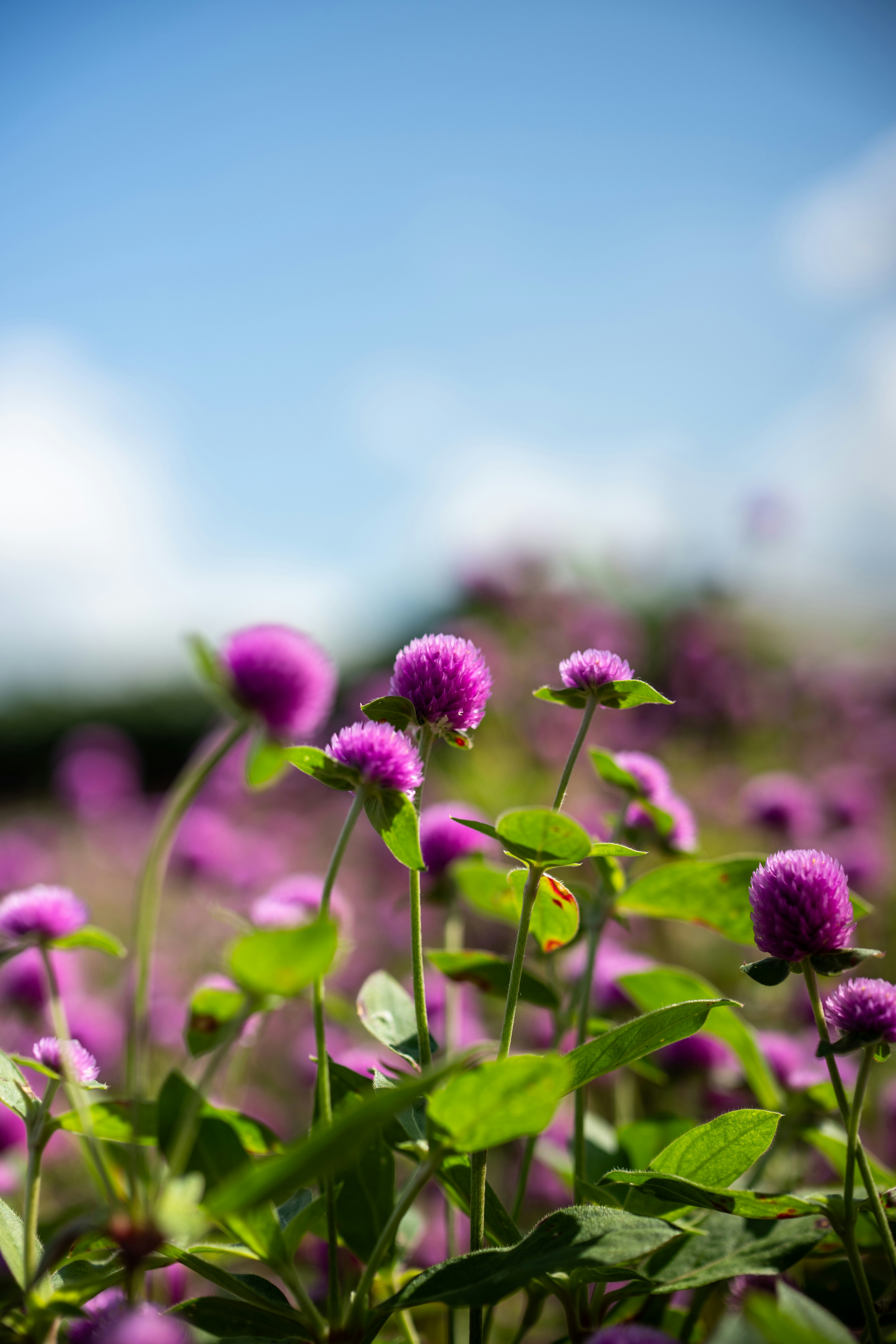Whispers of the Meadow: A Floral Symphony