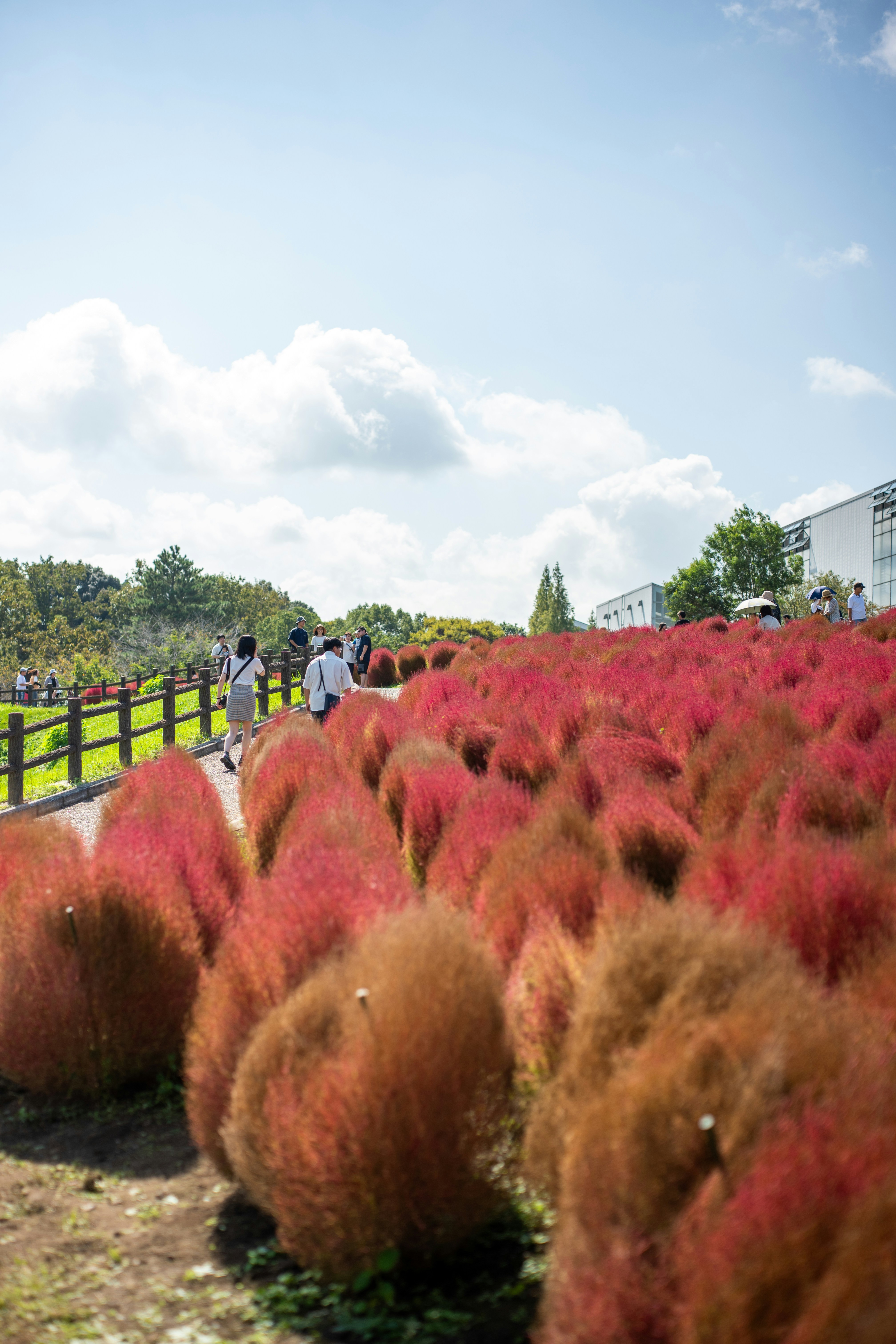 Whispers of Autumn in a Colorful Landscape