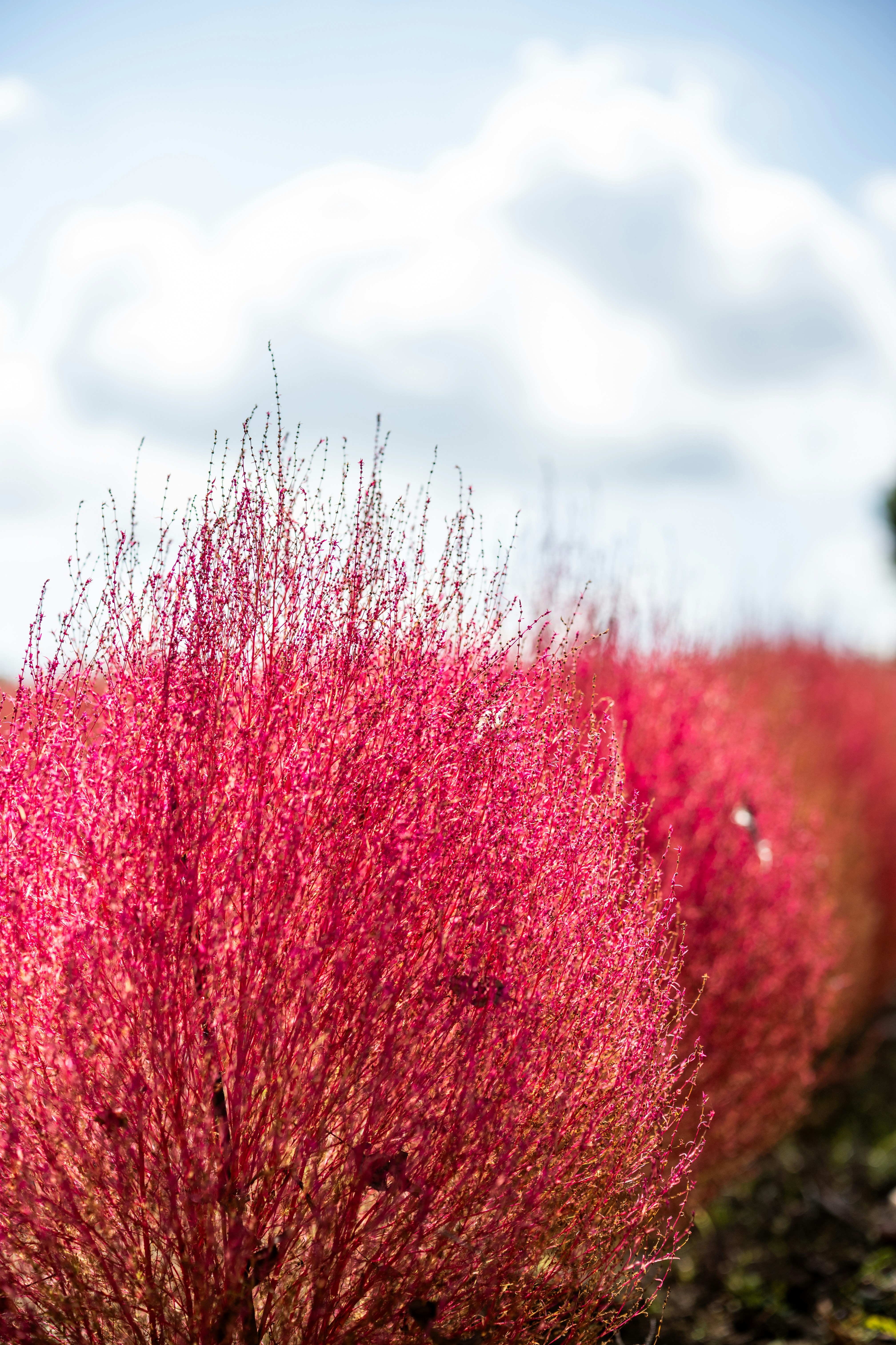 Vibrant Tapestry of Nature's Palette