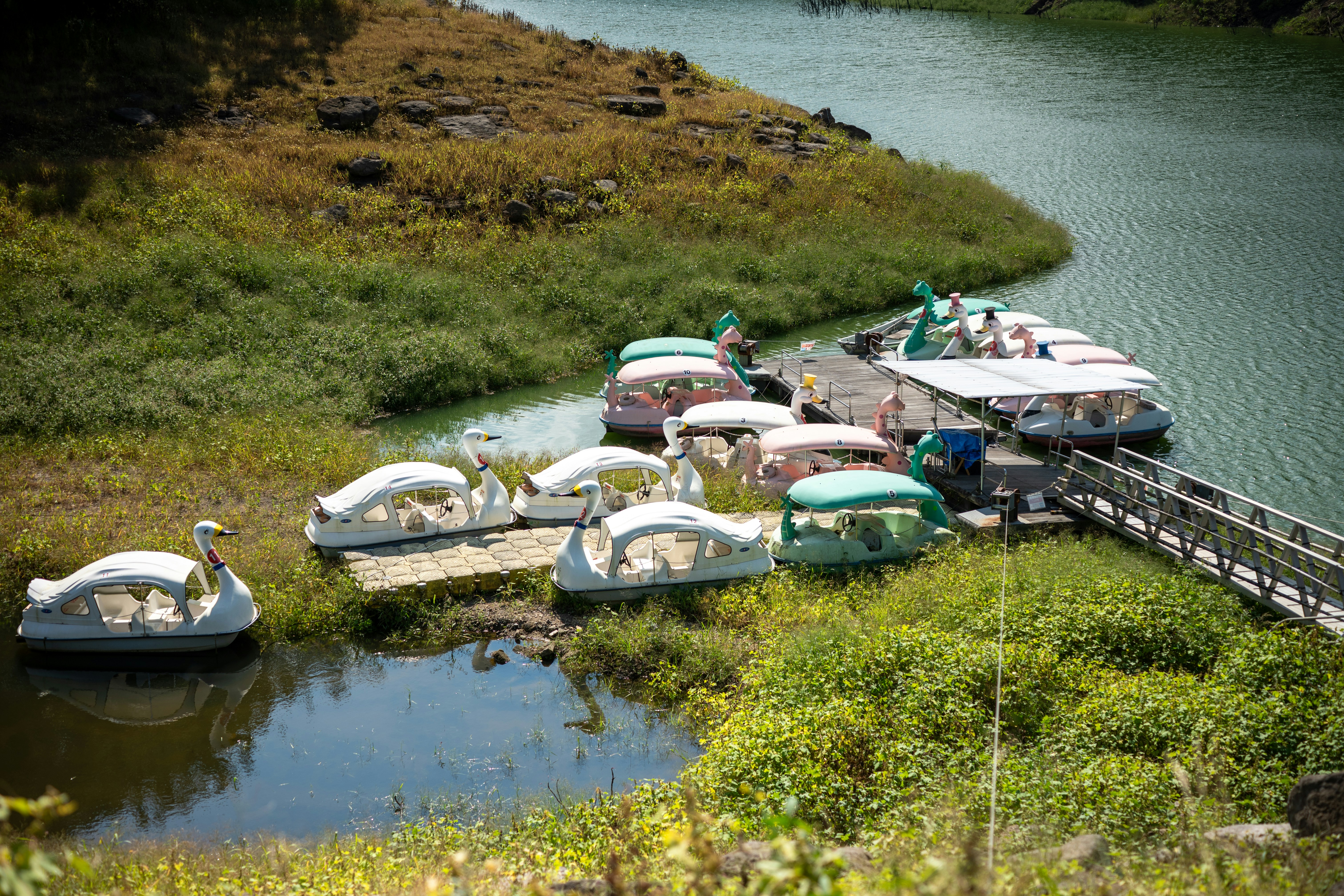 Serenity on the Water: A Day with Swan Boats