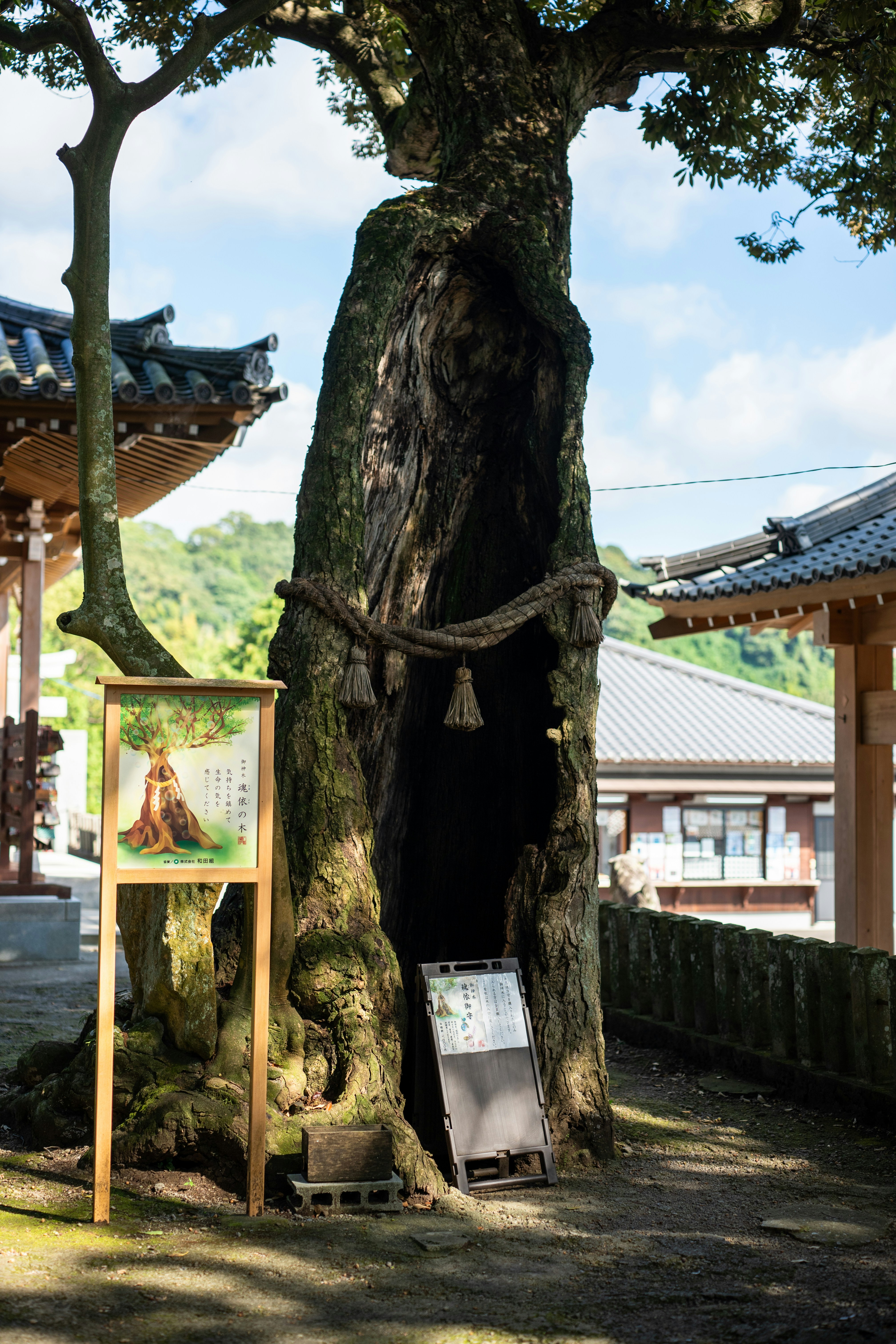 Árbol antiguo hueco con elementos de santuario foto – Imagen de Turismo ...