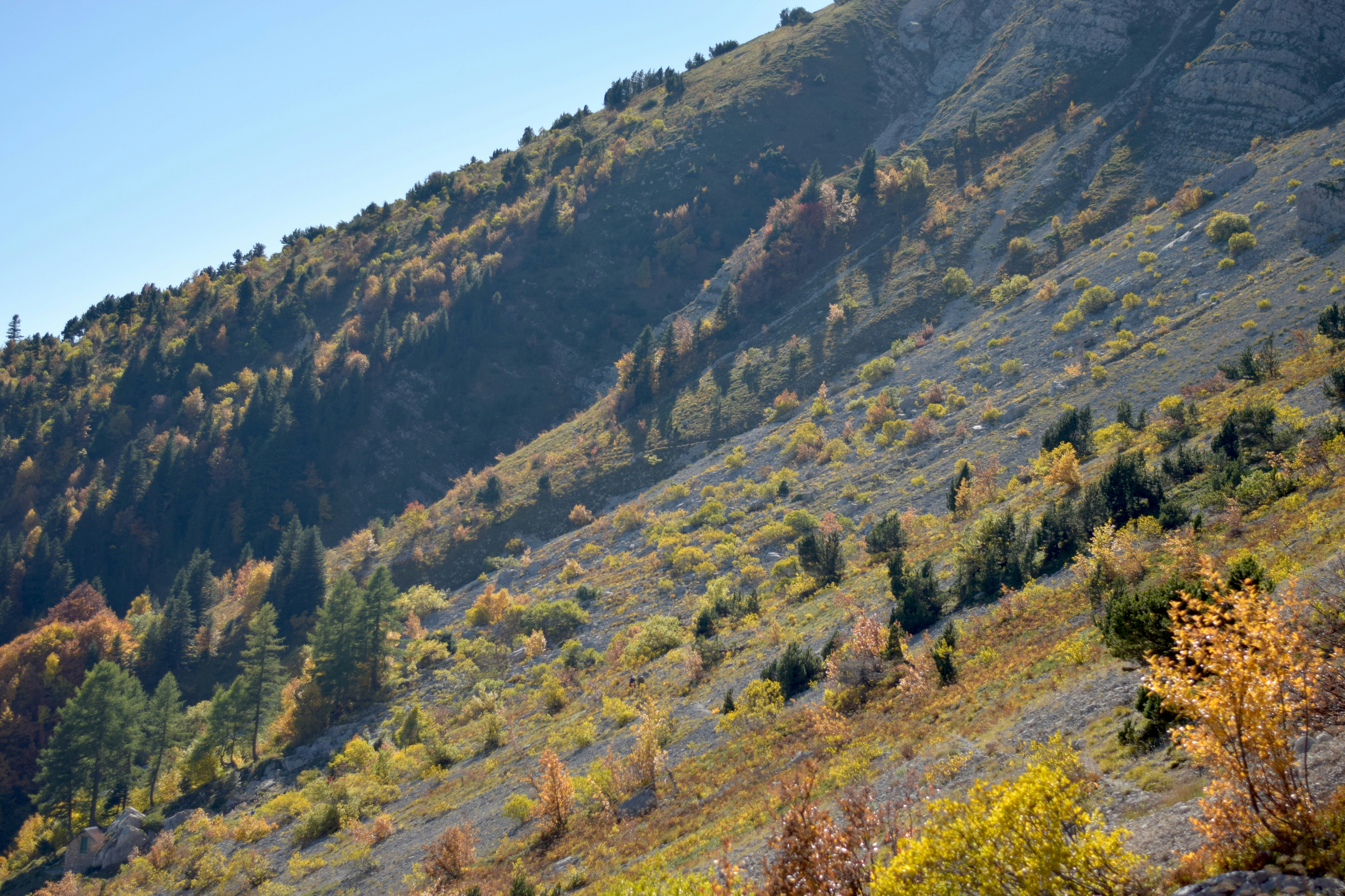 Vibrant autumn foliage blankets a mountainside, showcasing a blend of greens, yellows, and oranges against a rocky backdrop. The scene captures the essence of seasonal change.