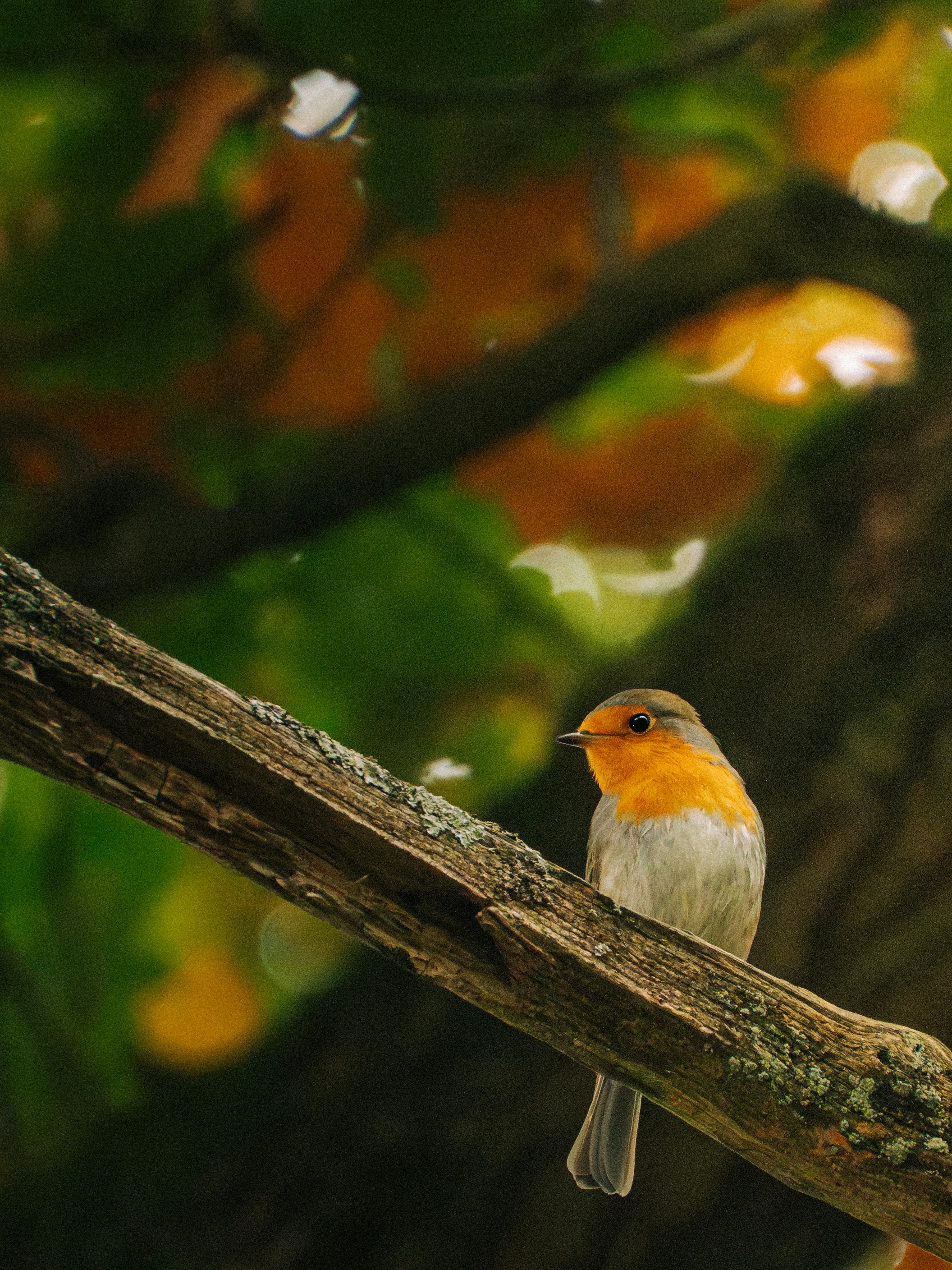 A Moment of Stillness: The Orange-Breasted Sentinel