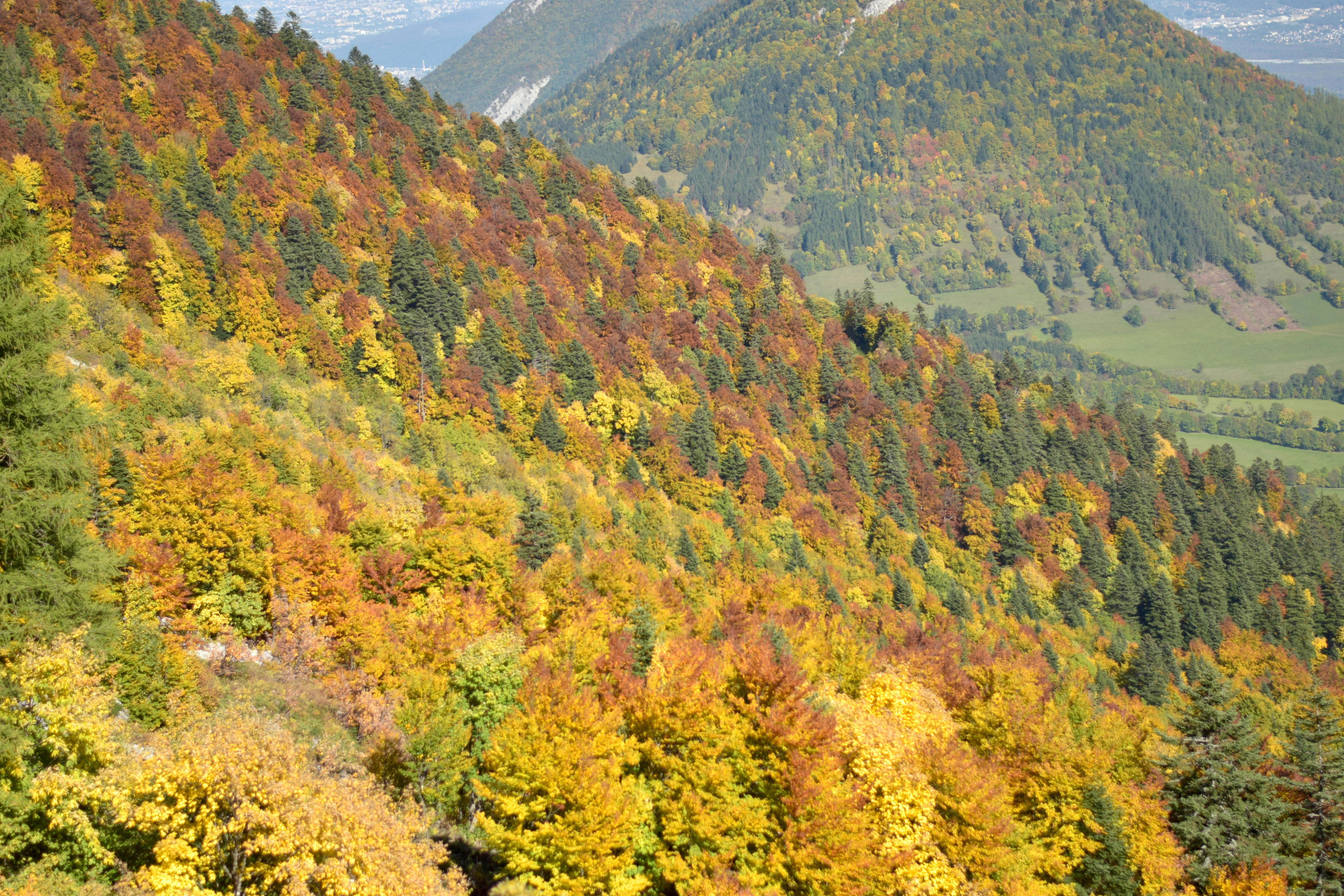 Autumn trees cover a mountainside with vibrant colors.