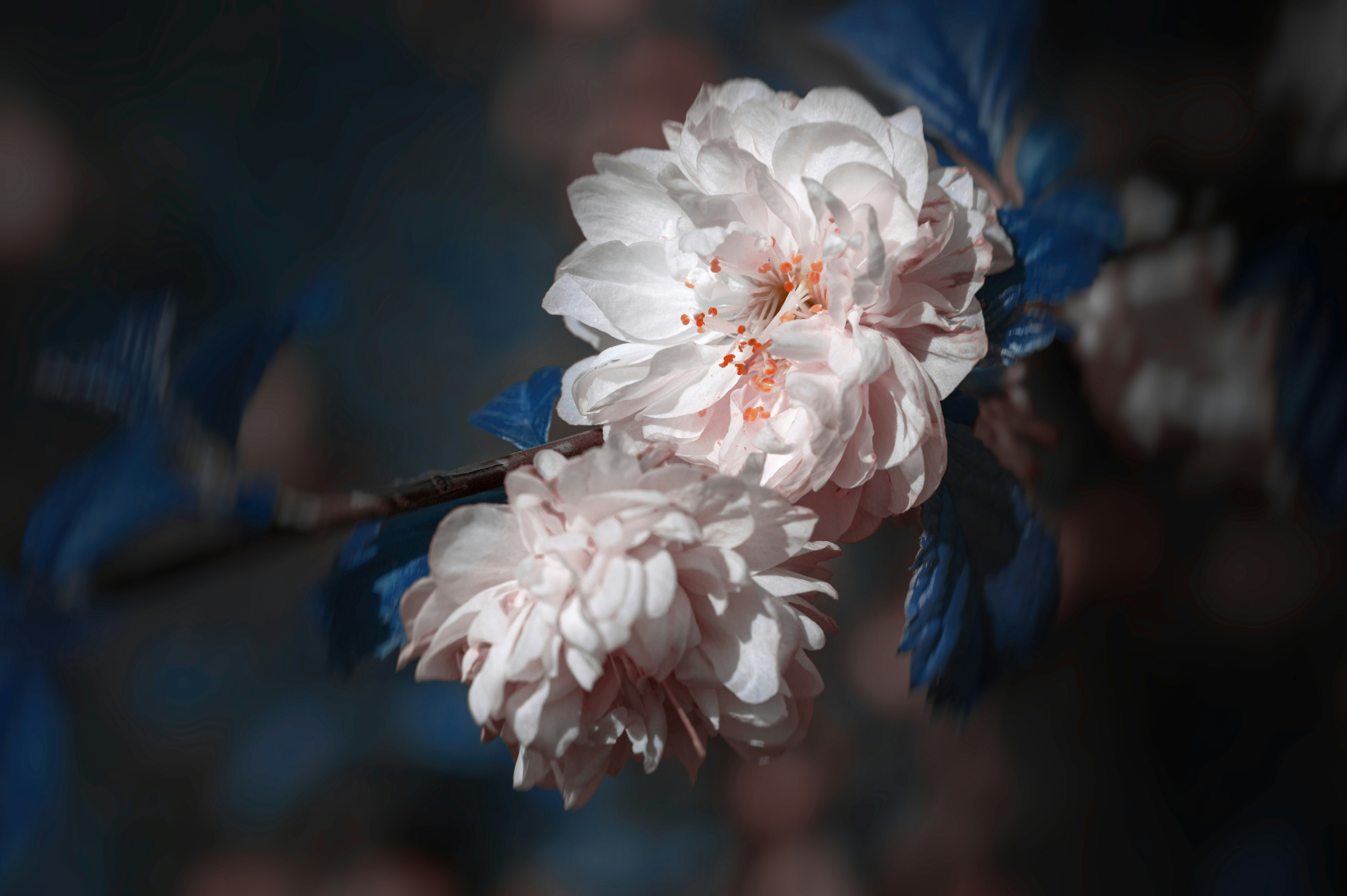 Whispers of Spring: A Floral Embrace