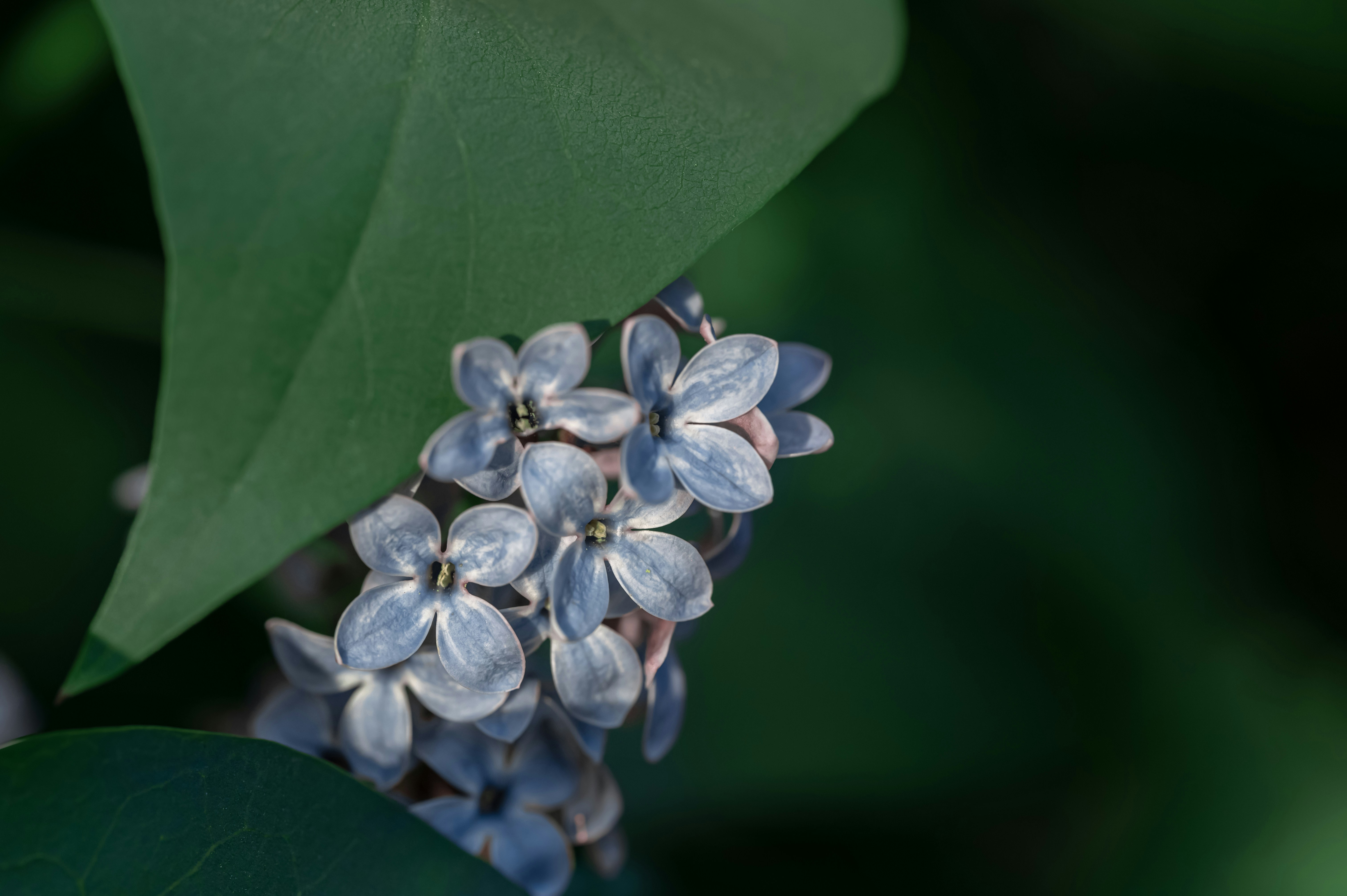 Moonlit Lilacs: A Quiet Macro Moment in Green Shadow