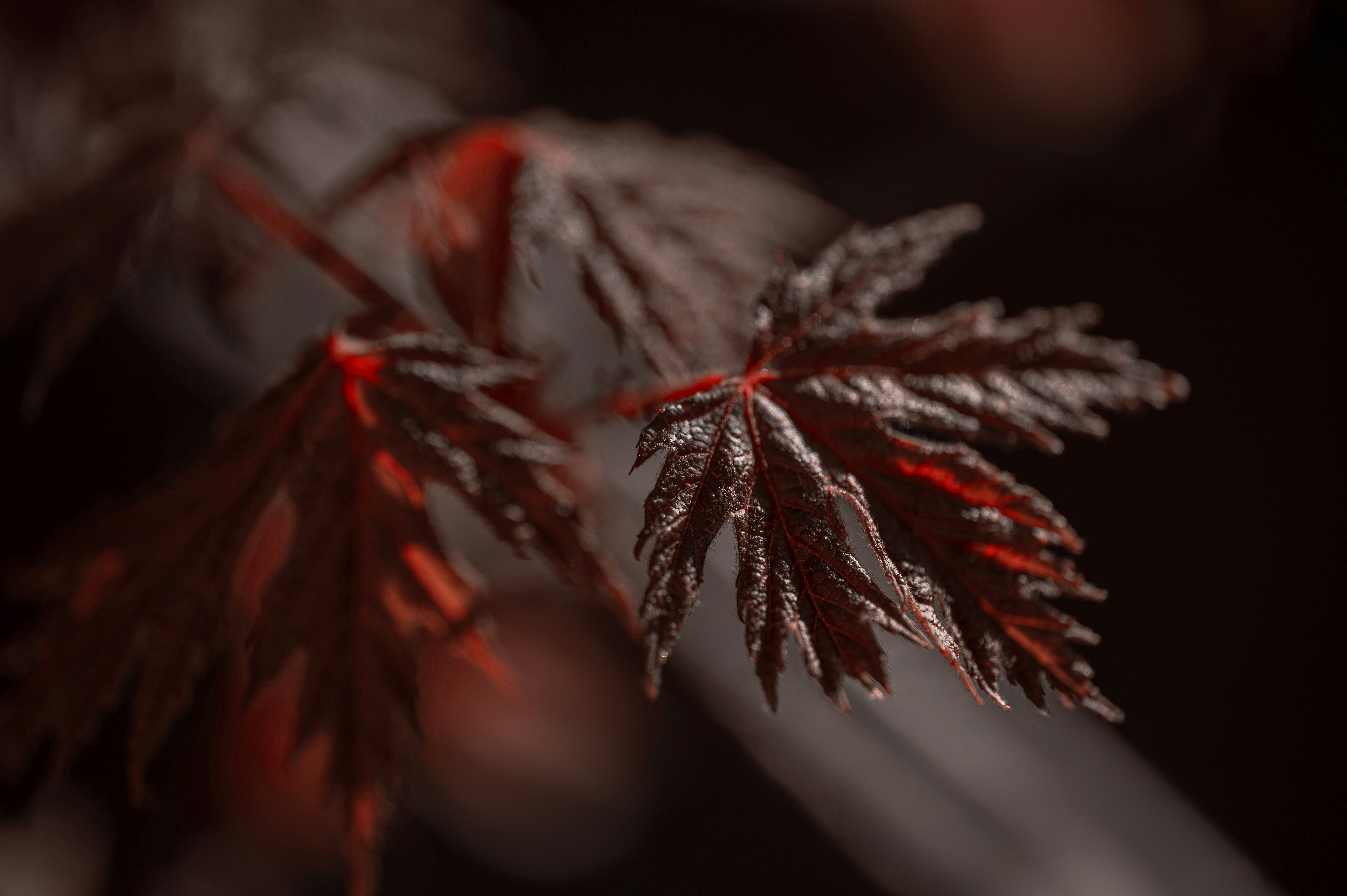 Crimson Whispers of Autumn